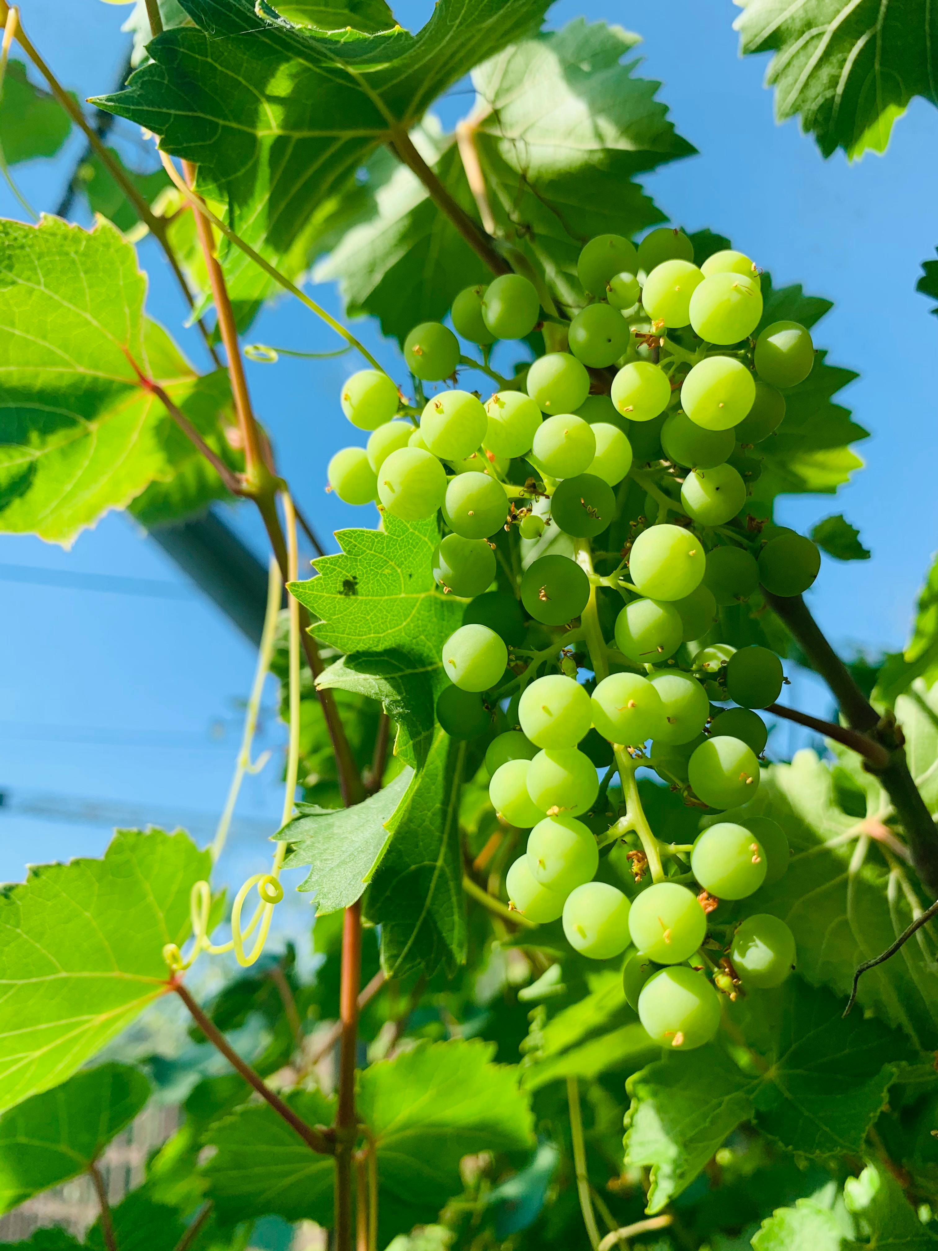 A Grapevines with Green Grapes · Free Stock Photo