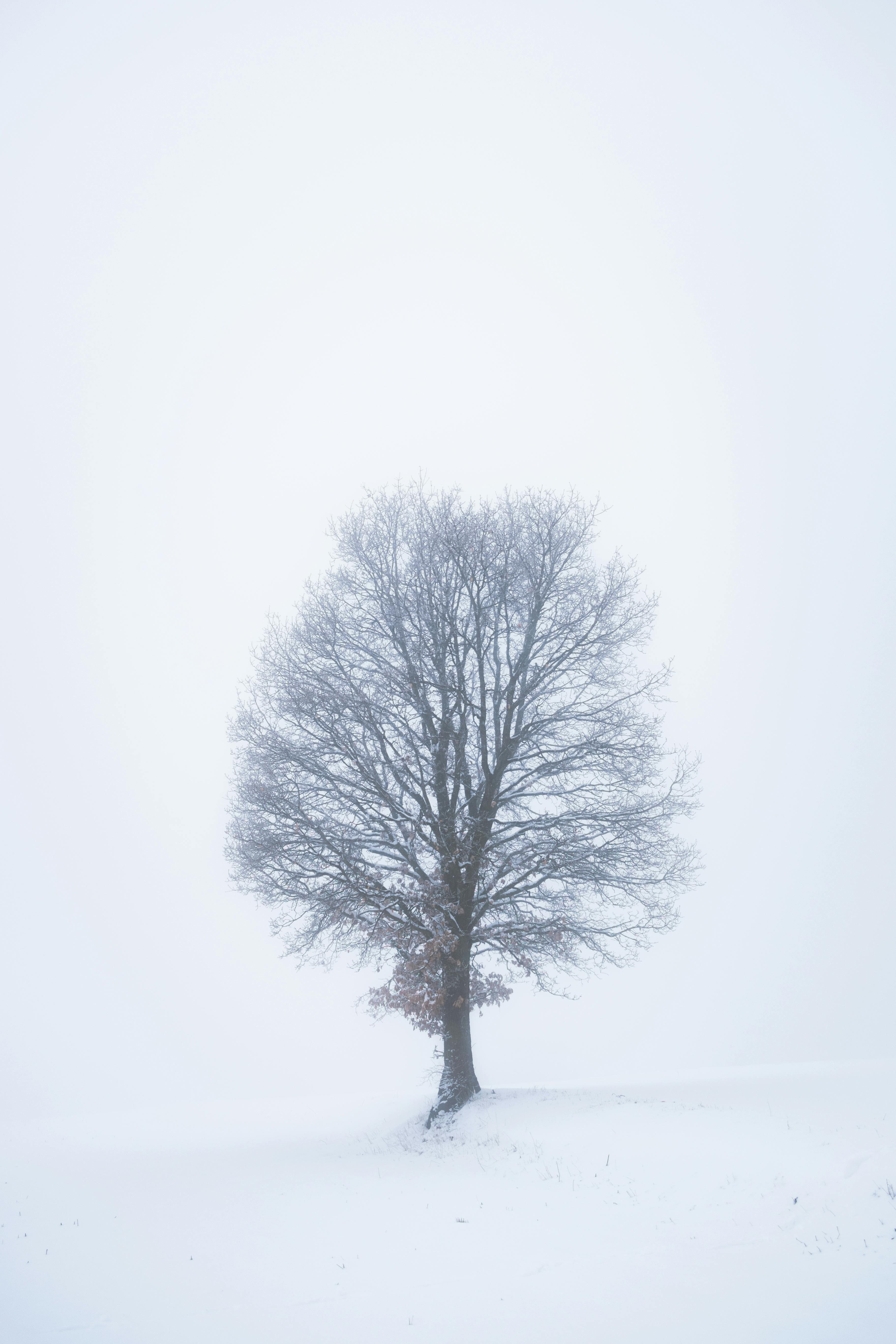 Leafless Tree on Snow Covered Ground · Free Stock Photo