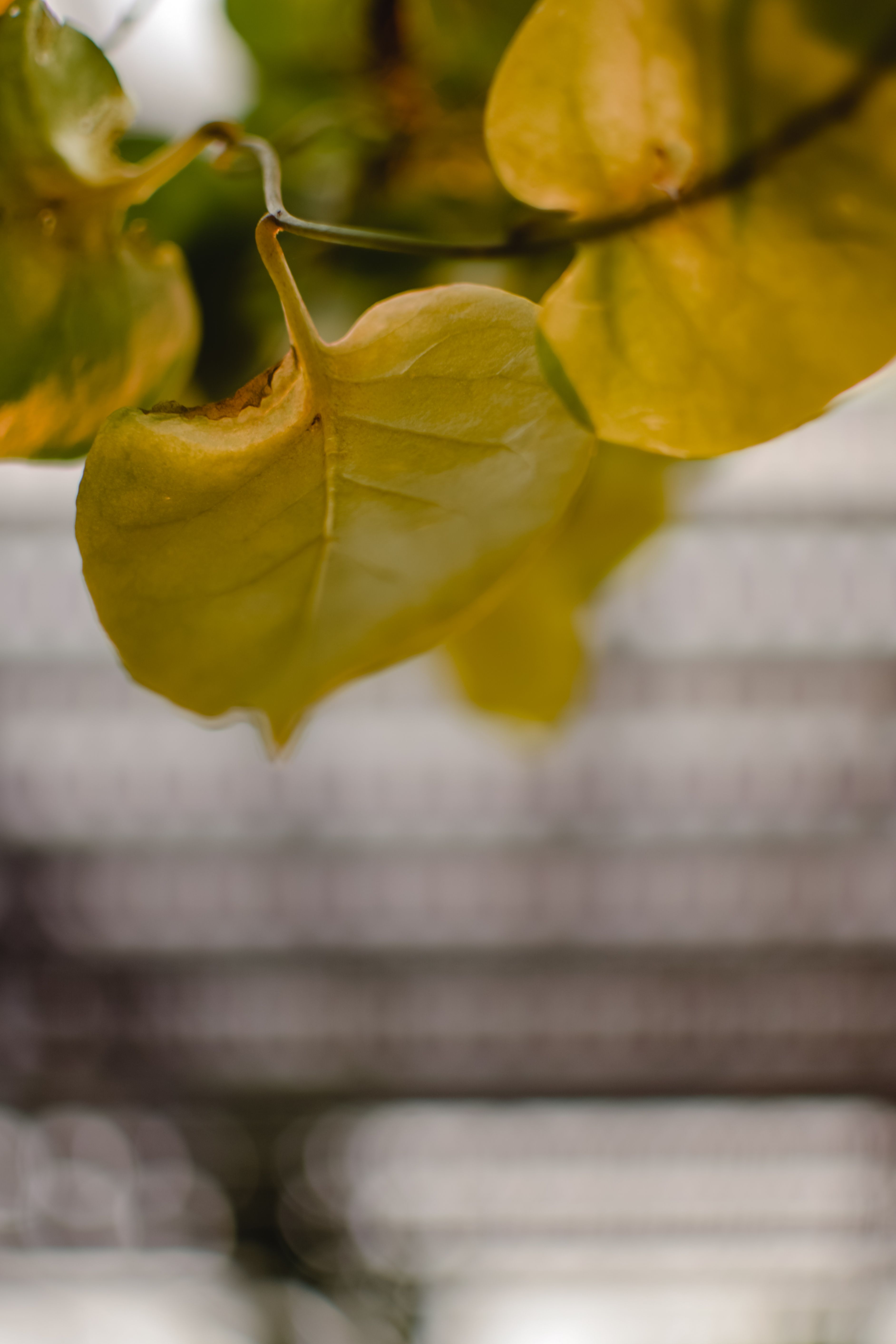 40,000+ Best Yellow Texture Photos · 100% Free Download · Pexels Stock ...