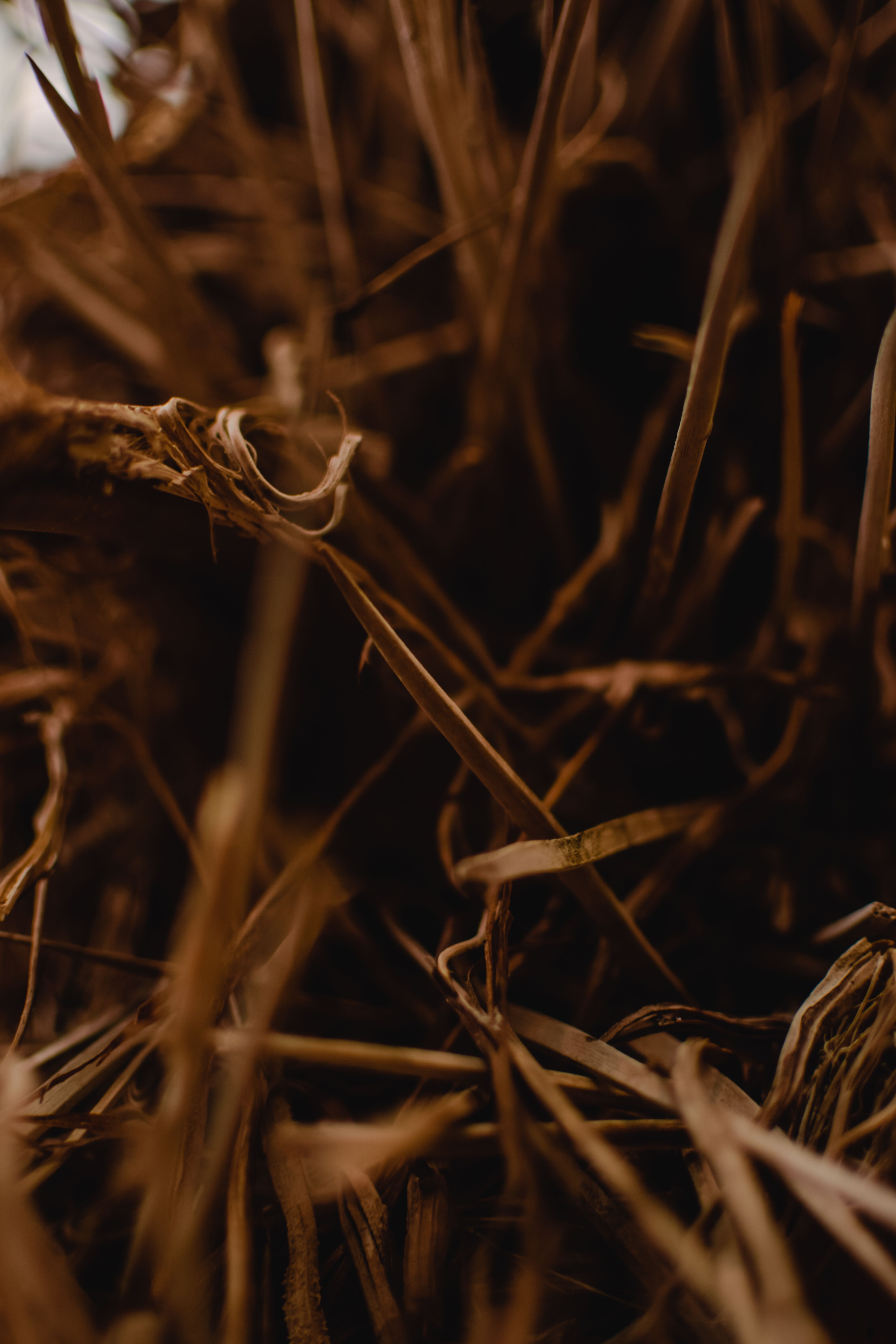 Dry Twigs in Winter · Free Stock Photo