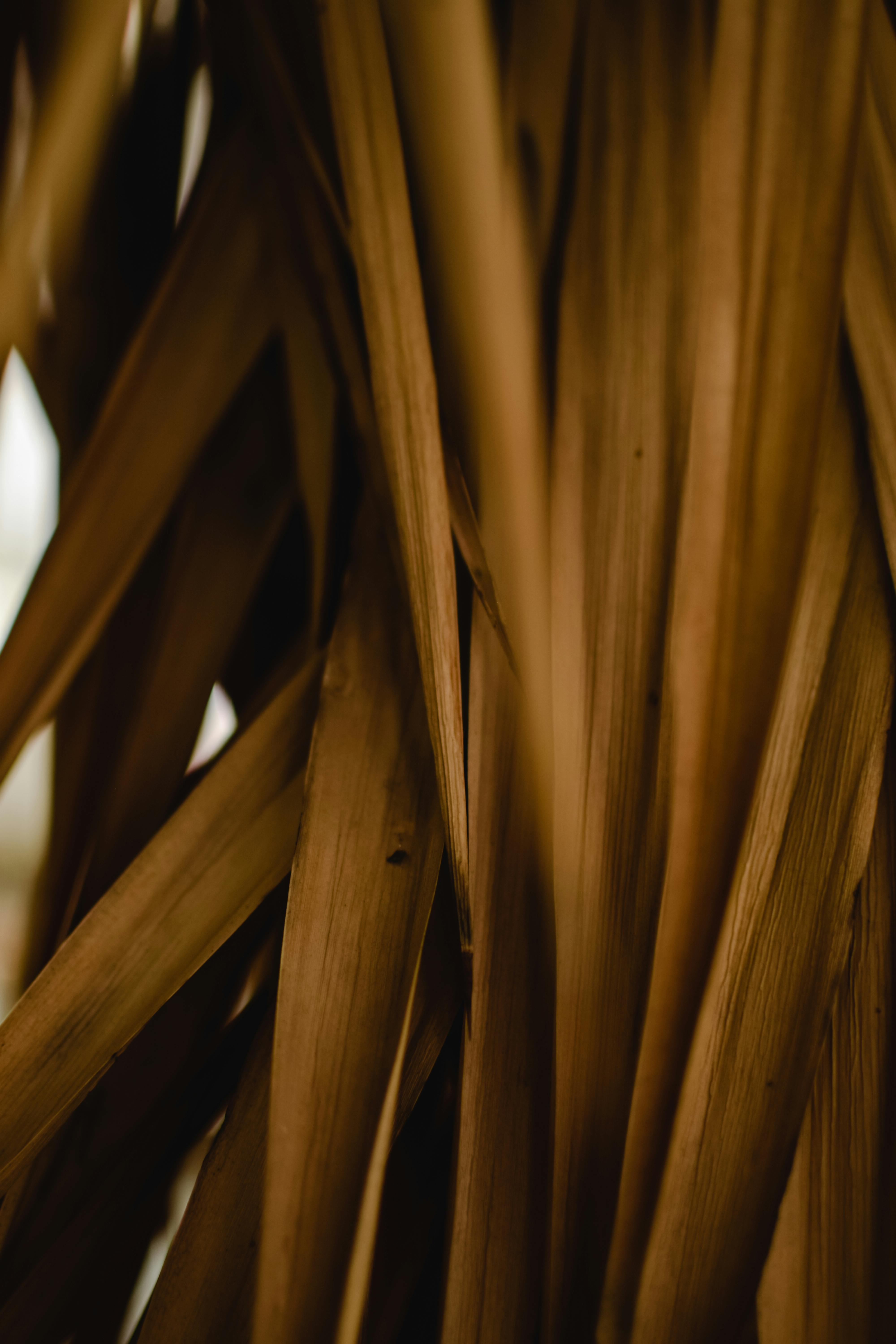 Tan Leaves Photos, Download The BEST Free Tan Leaves Stock Photos & HD ...