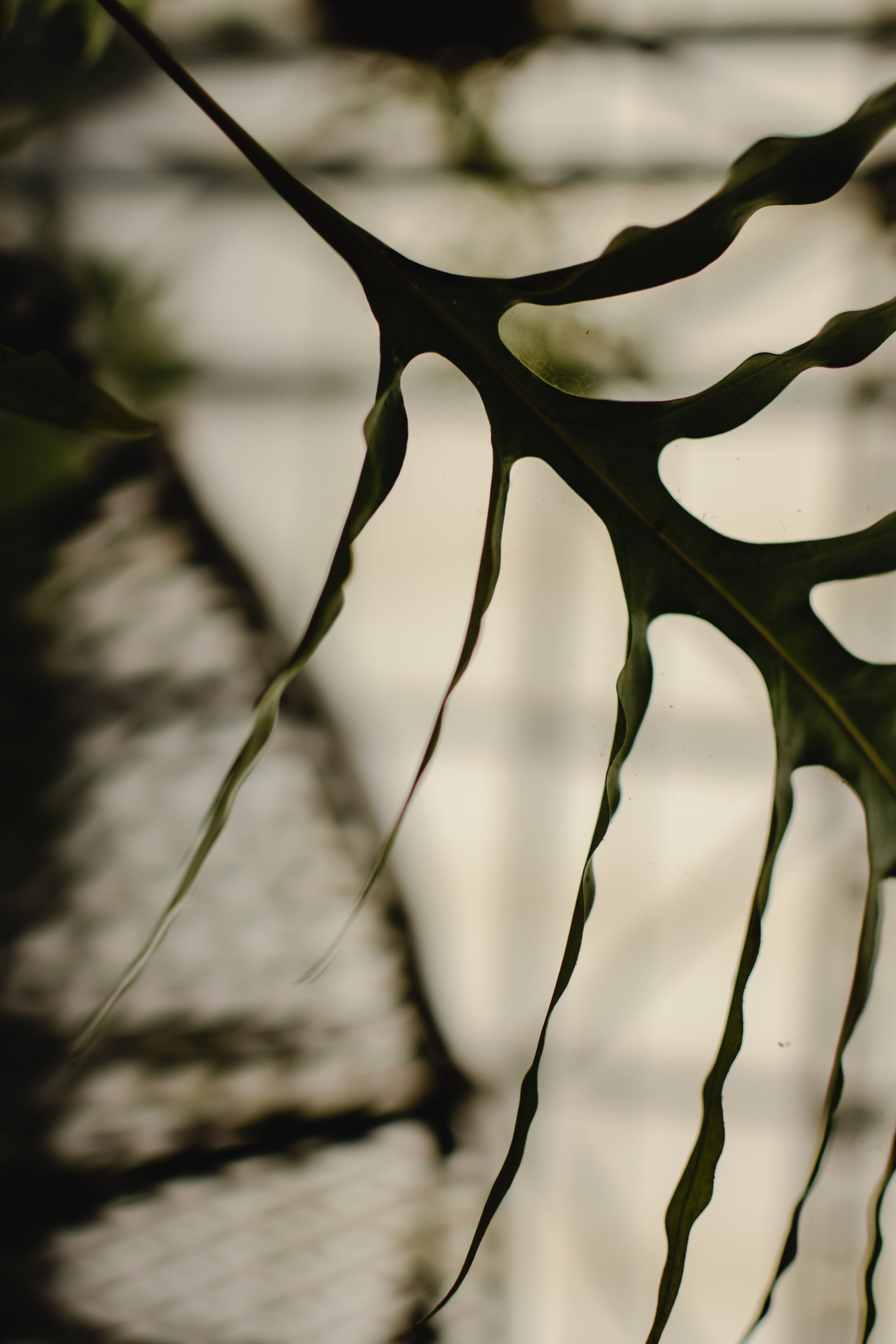 Close Up Photo of a Leaf · Free Stock Photo