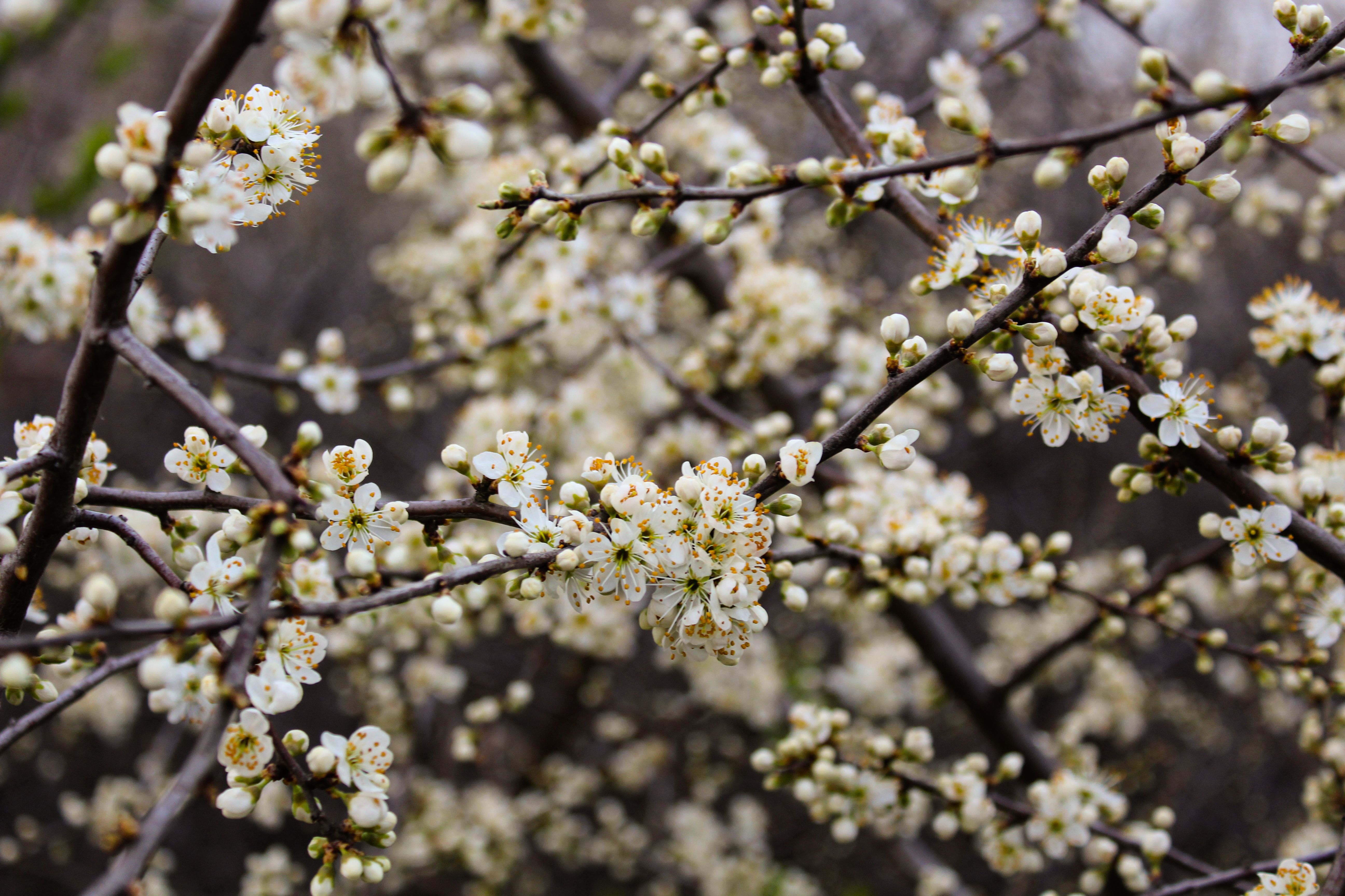 White Round Fruit · Free Stock Photo