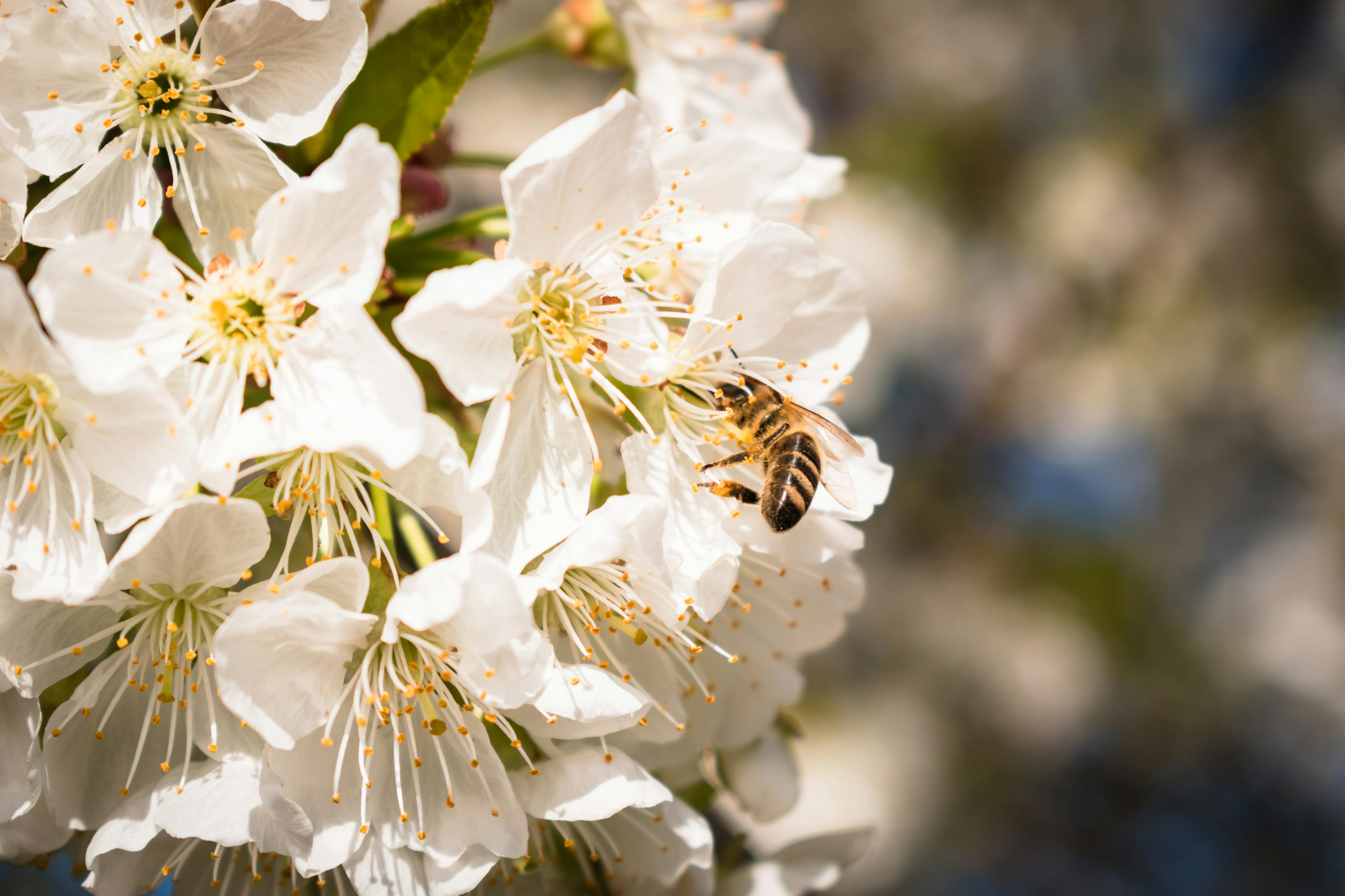 A Bee Pollinating Prunus Cerasus Flowers · Free Stock Photo