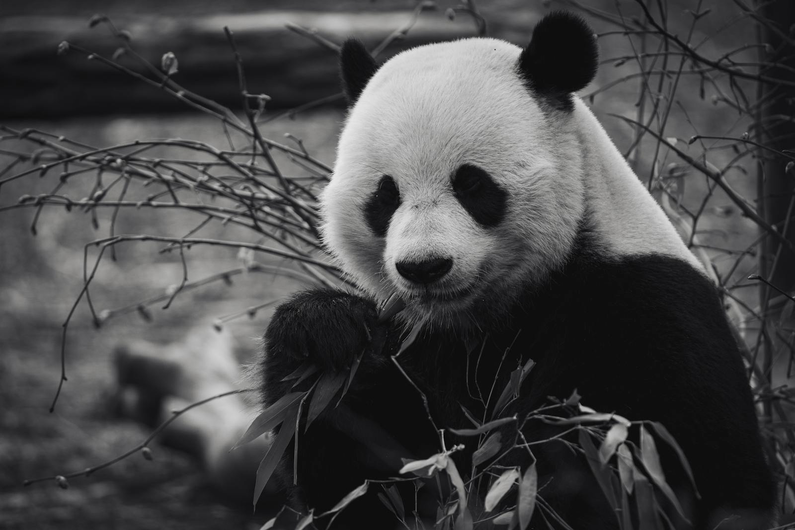 Le 600+ migliori foto di Panda · Download gratuito al 100% · Foto di ...