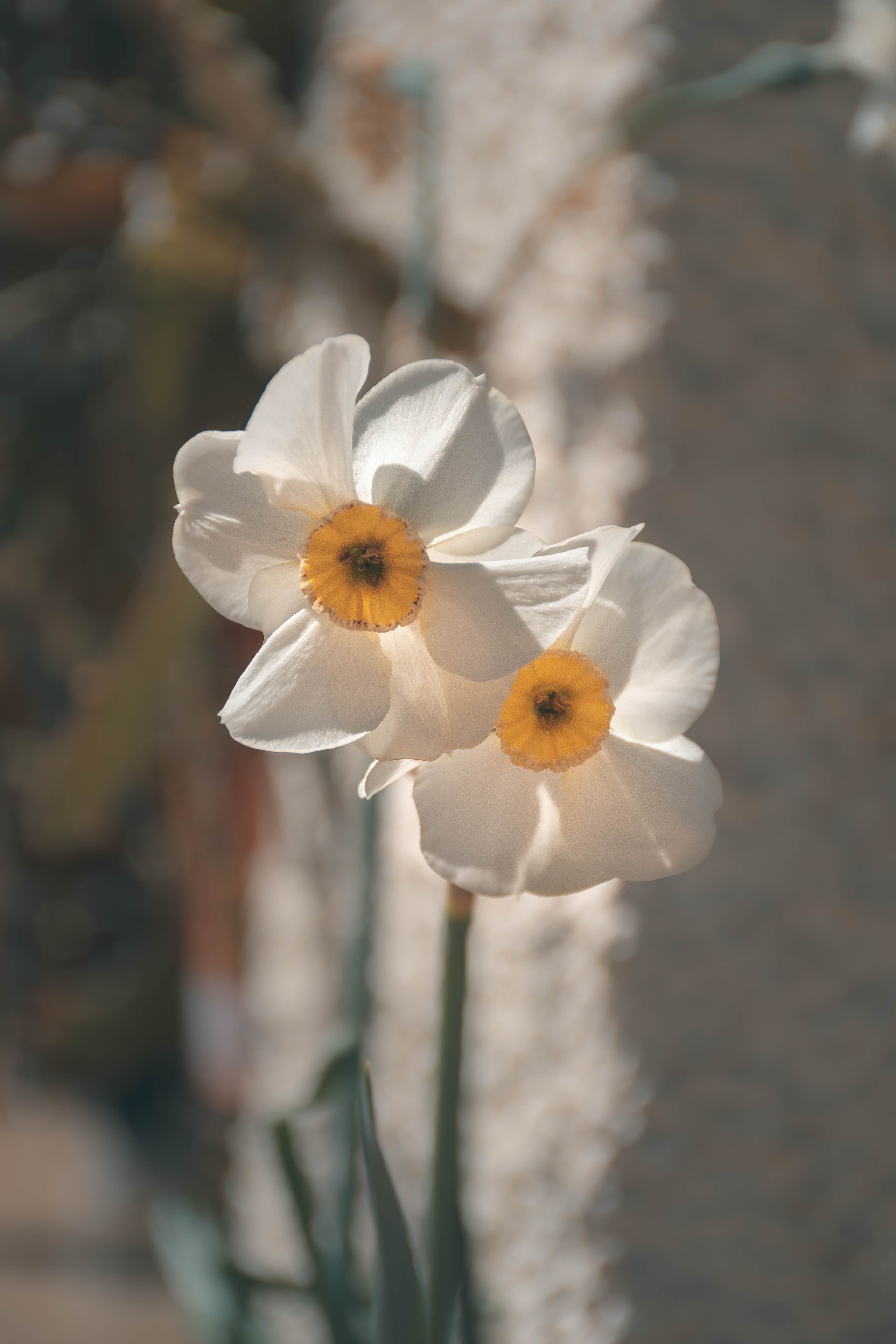 Close-up of Two Narcissus Flowers · Free Stock Photo