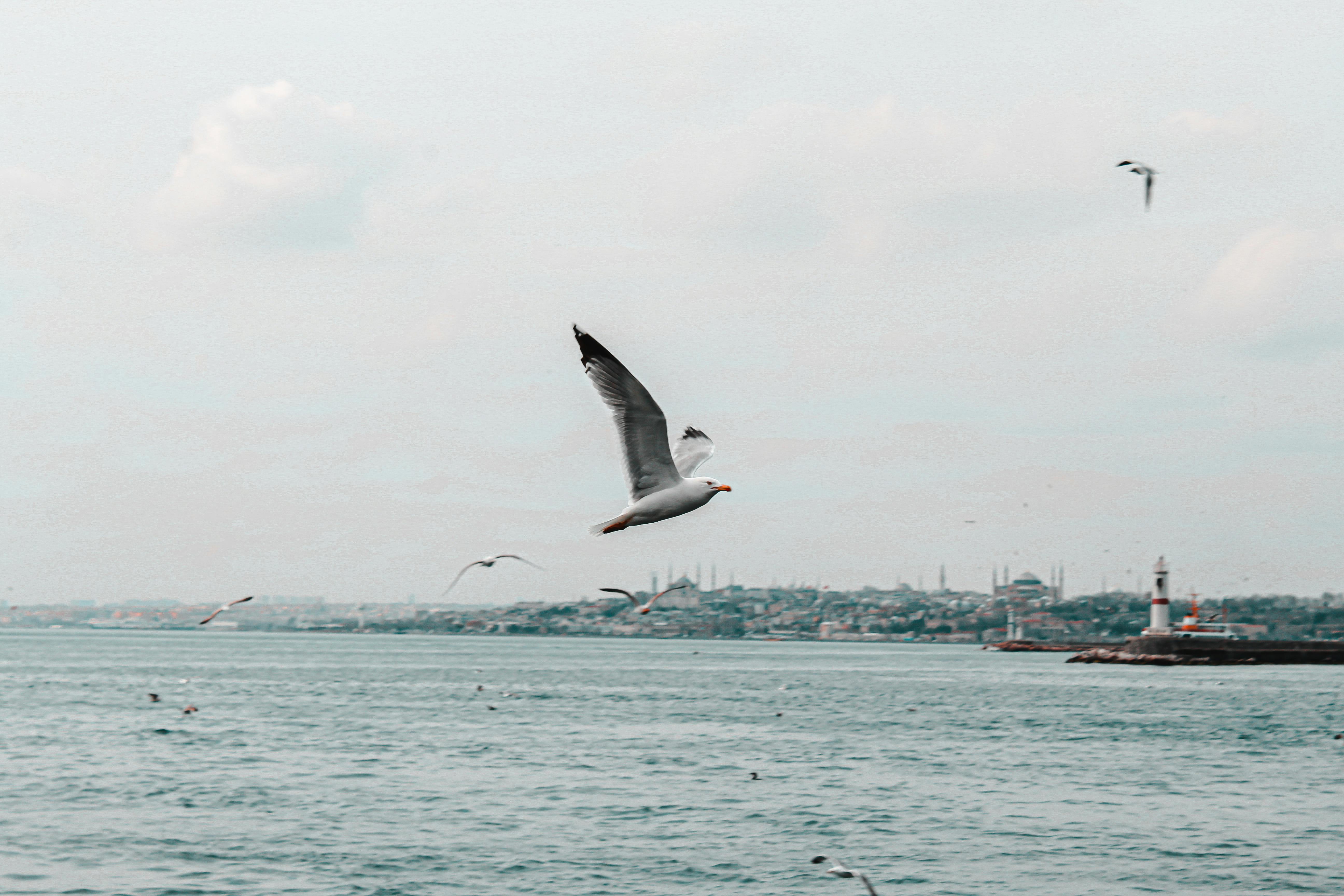 White Bird Flying over the Sea · Free Stock Photo