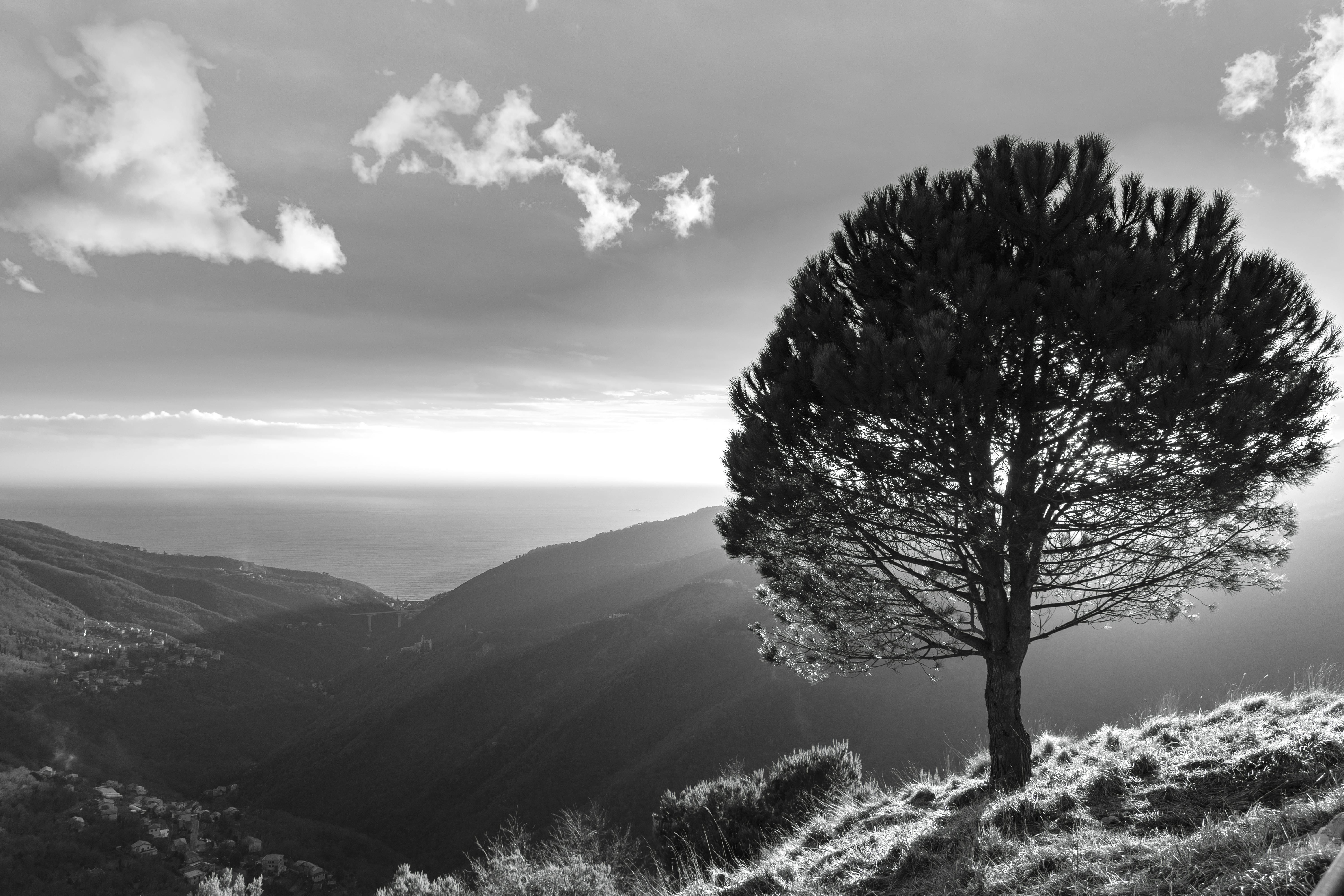 Grayscale Photo of a Tree on Hill · Free Stock Photo