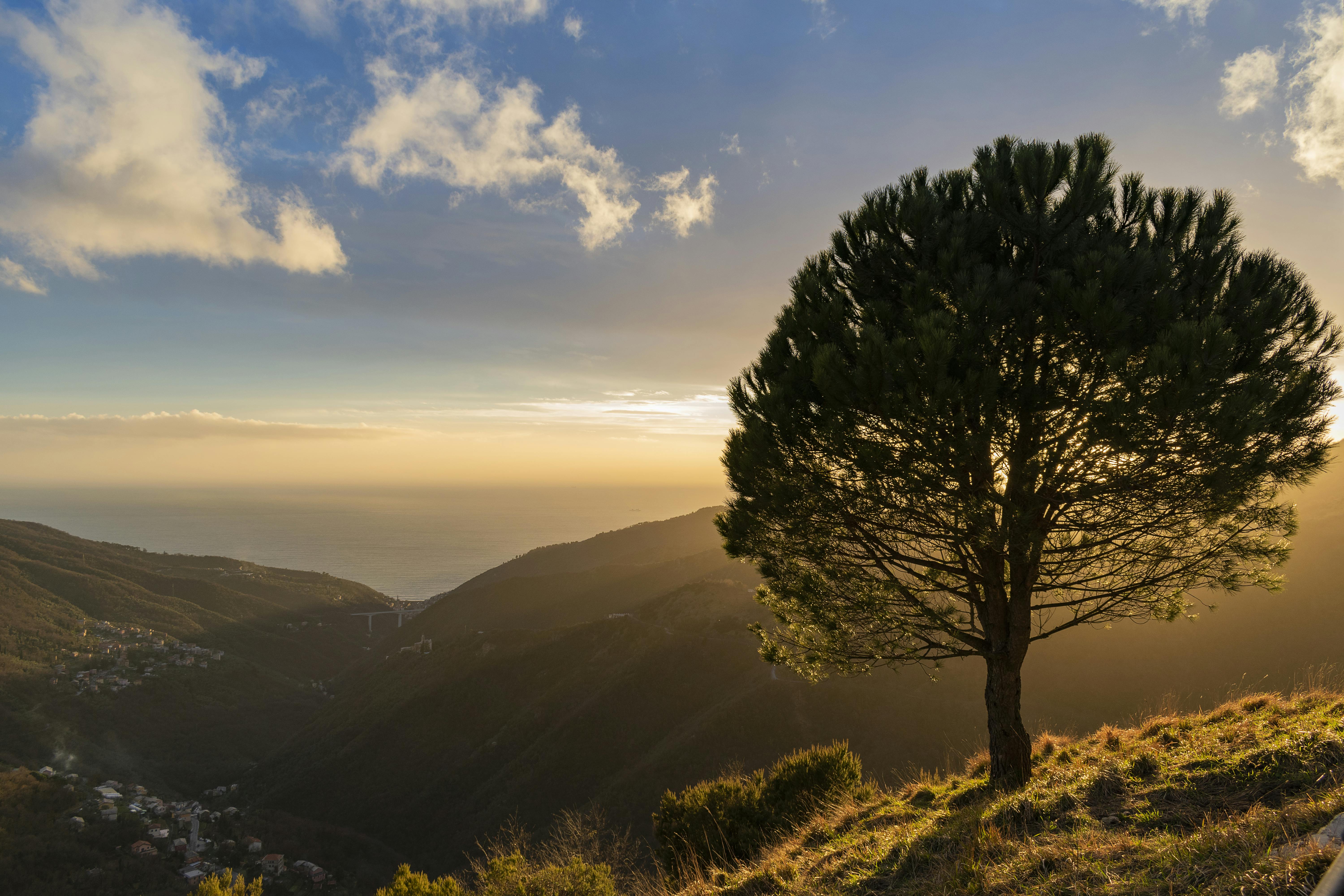 Photo of Tree on a Mountain · Free Stock Photo