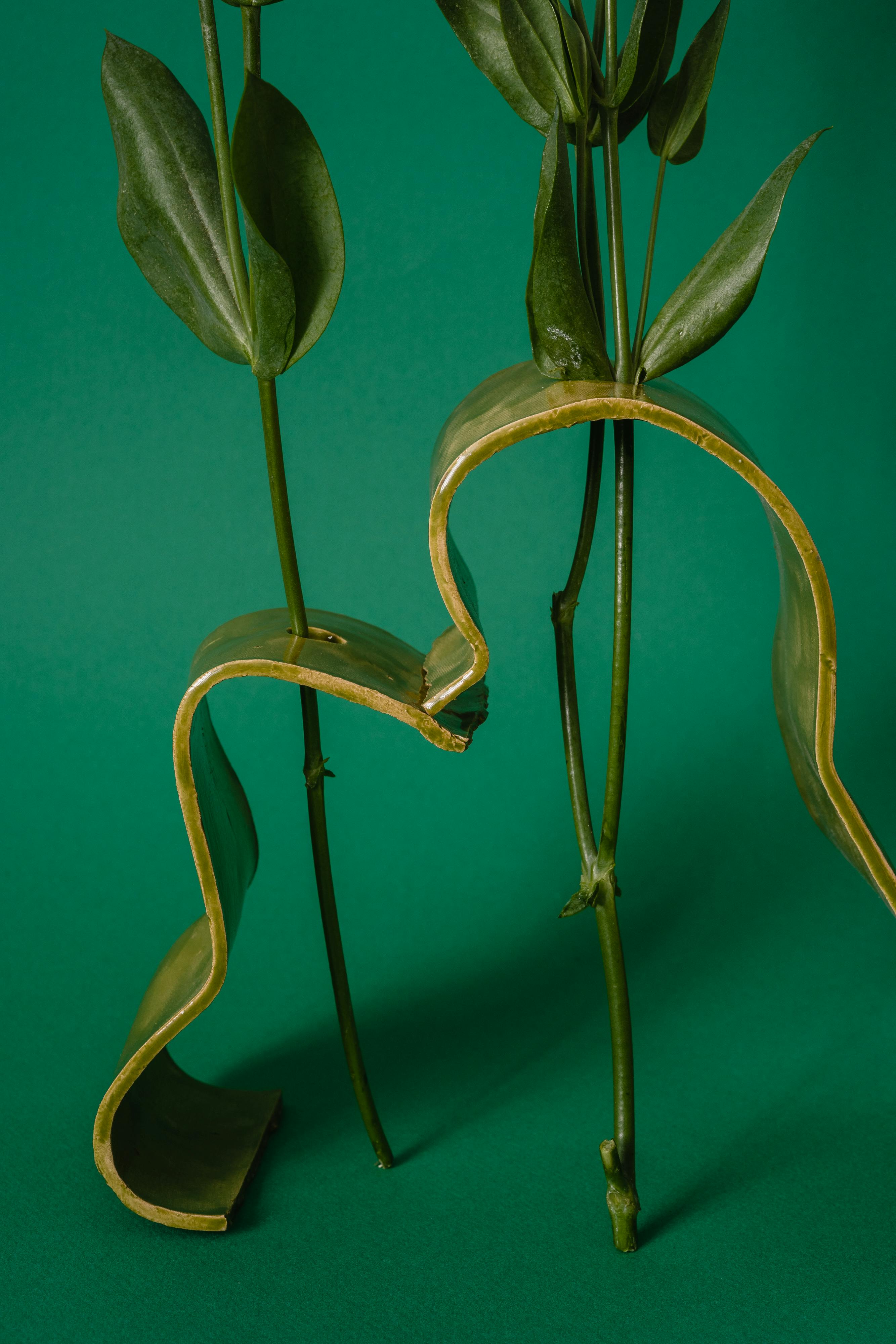 A Bent Leaf Photos, Download The BEST Free A Bent Leaf Stock Photos ...