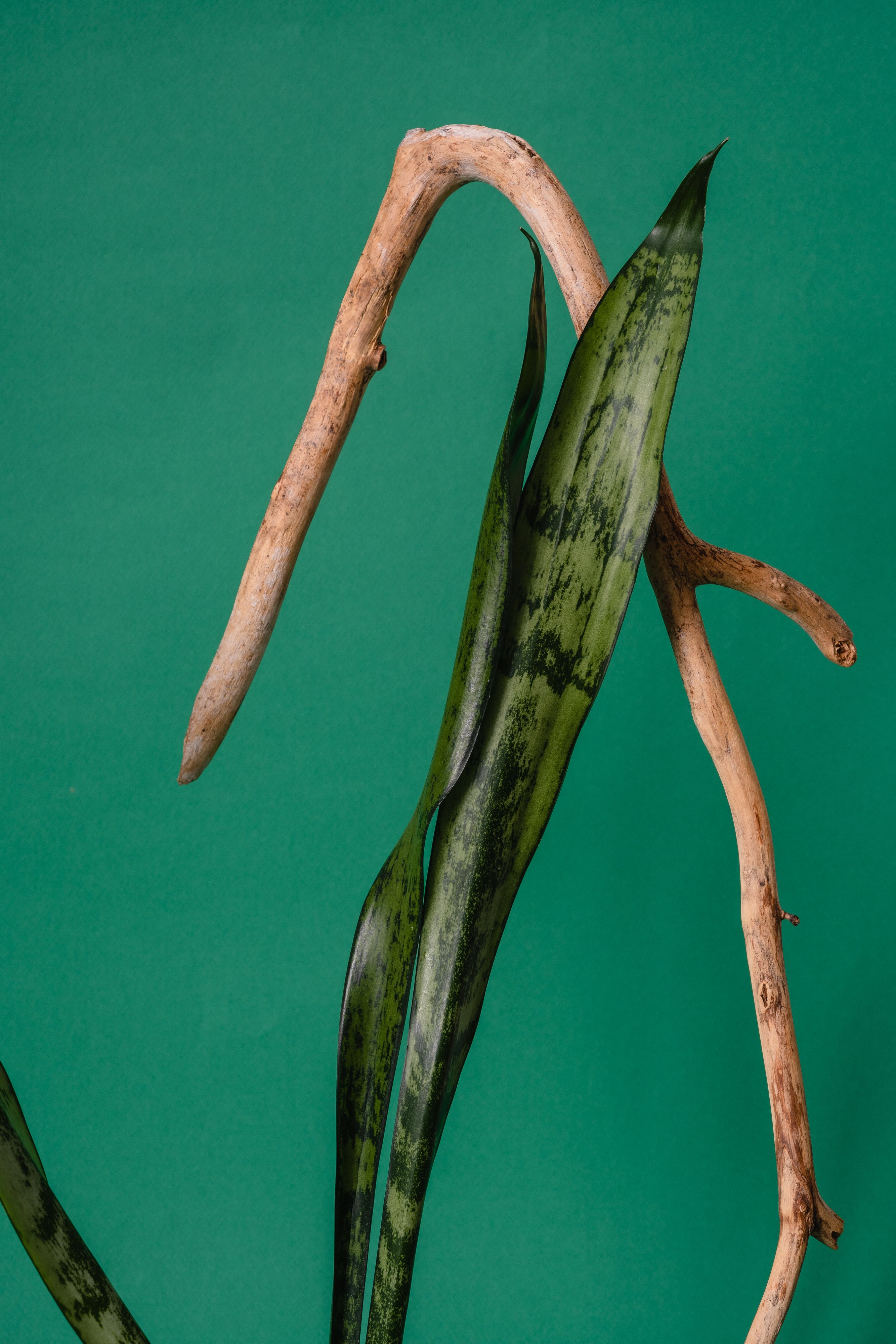 Sansevieria Photos, Download The BEST Free Sansevieria Stock Photos ...