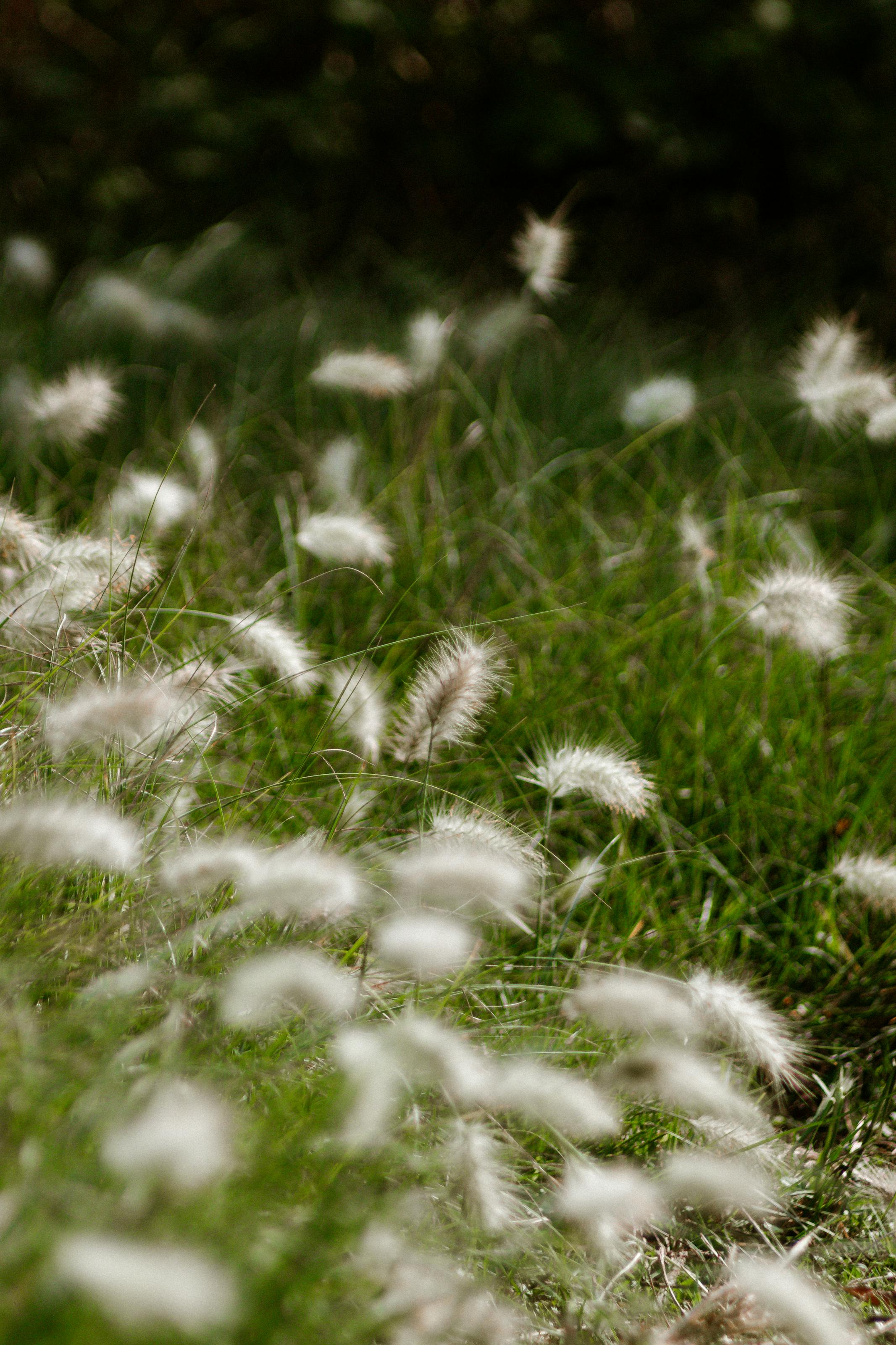 White Grass Flowers in Close-up Shot · Free Stock Photo