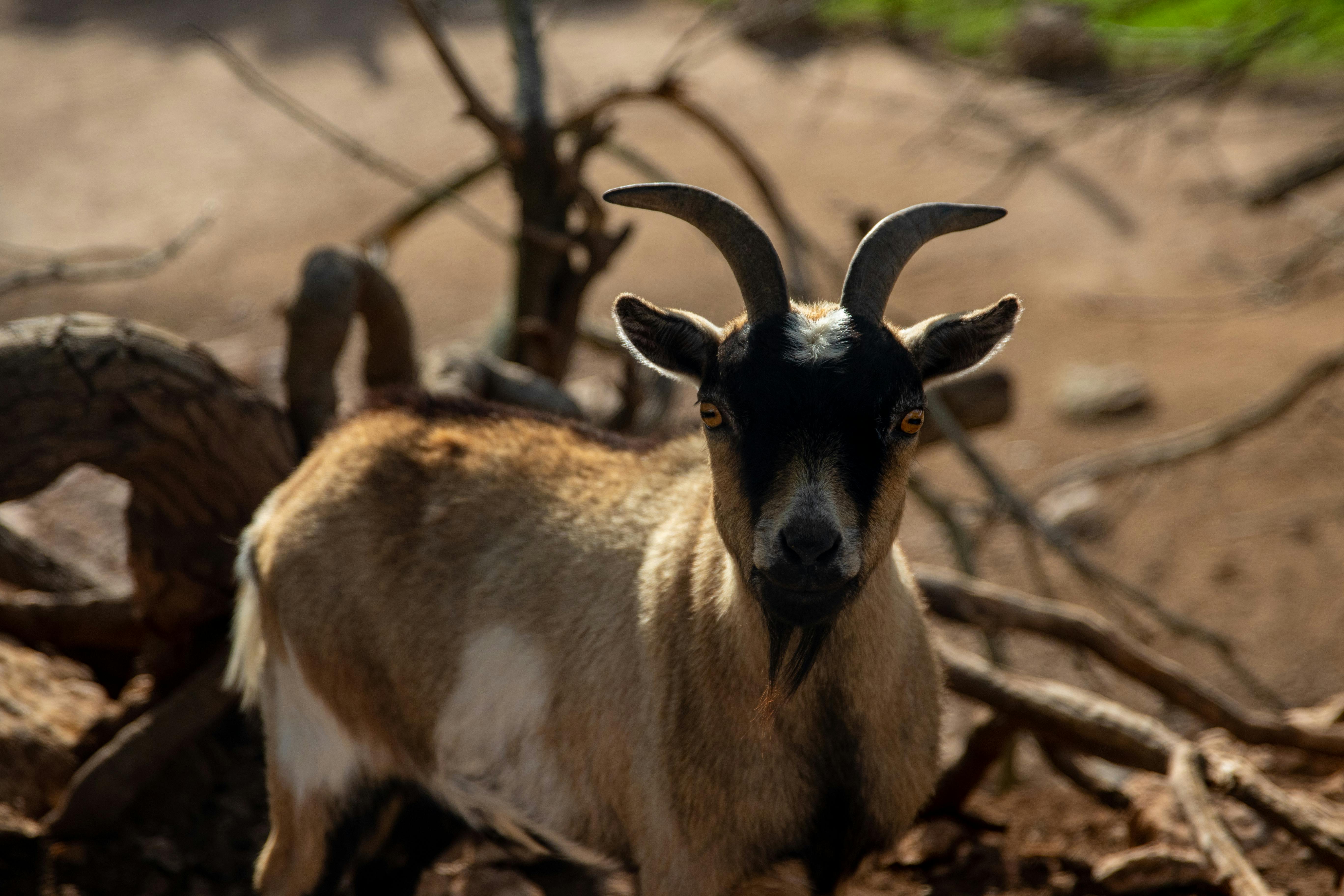Close Up Photo of a Goat · Free Stock Photo