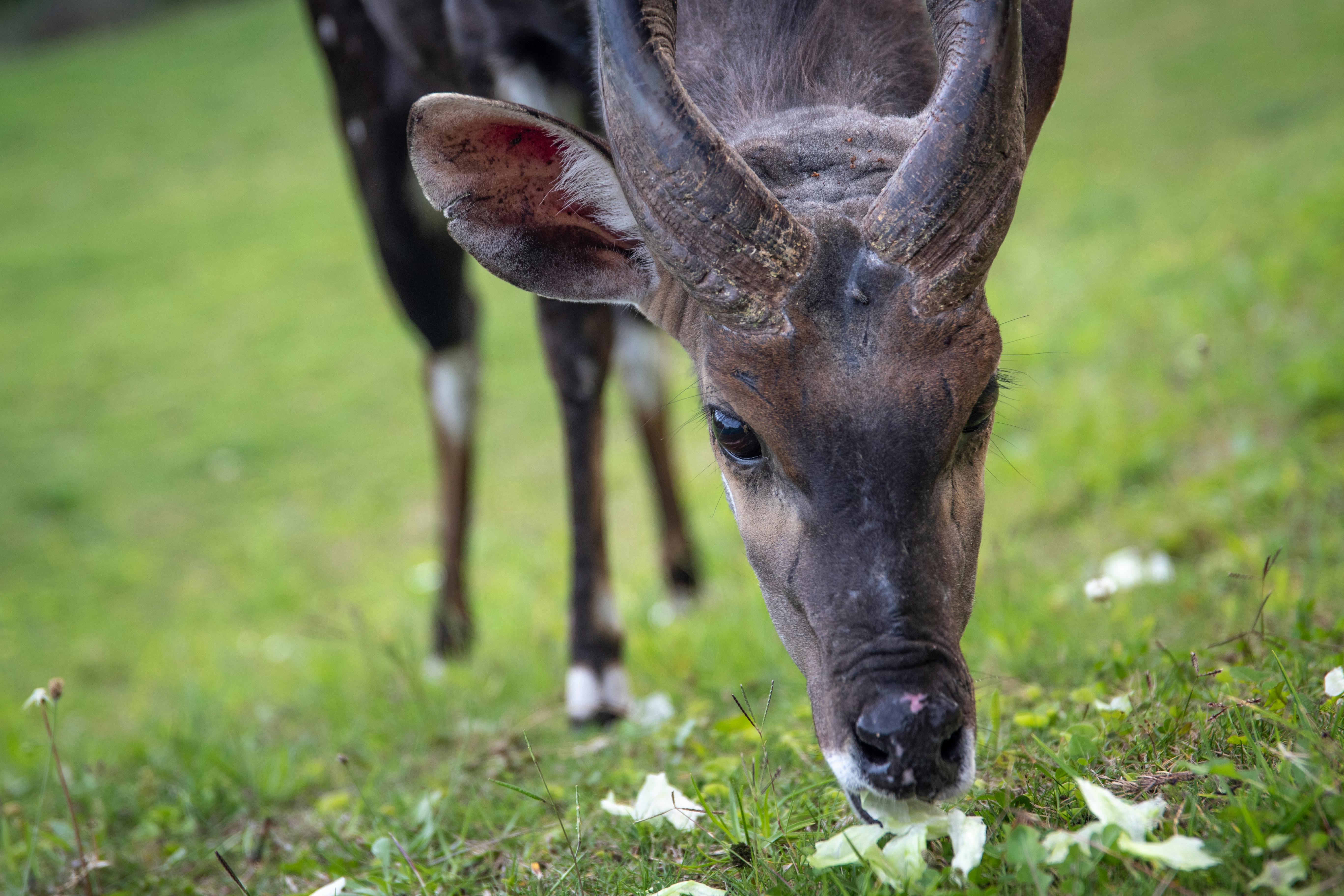 A Brown Antelope Eating · Free Stock Photo