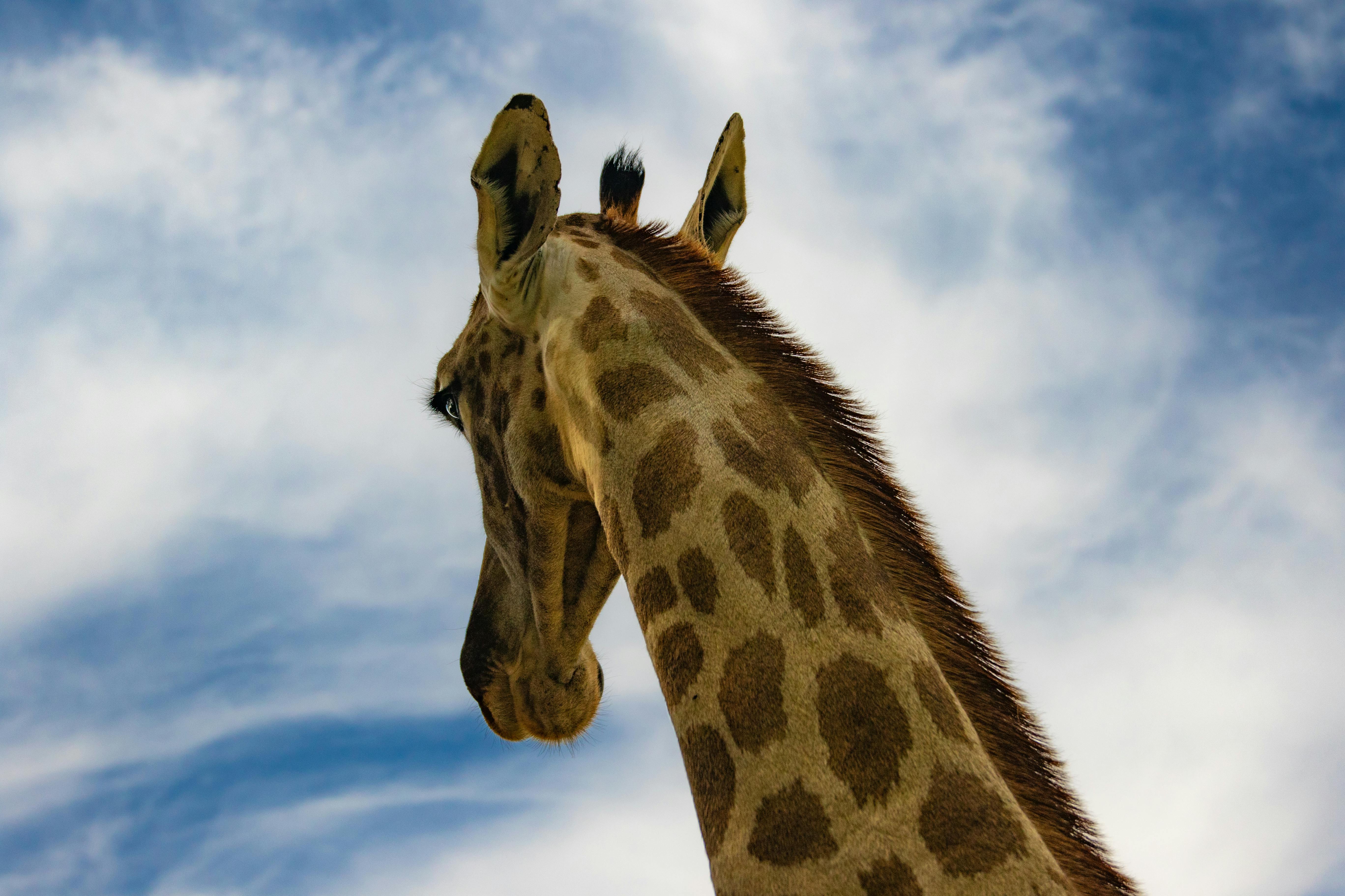 Photo of a Giraffe · Free Stock Photo