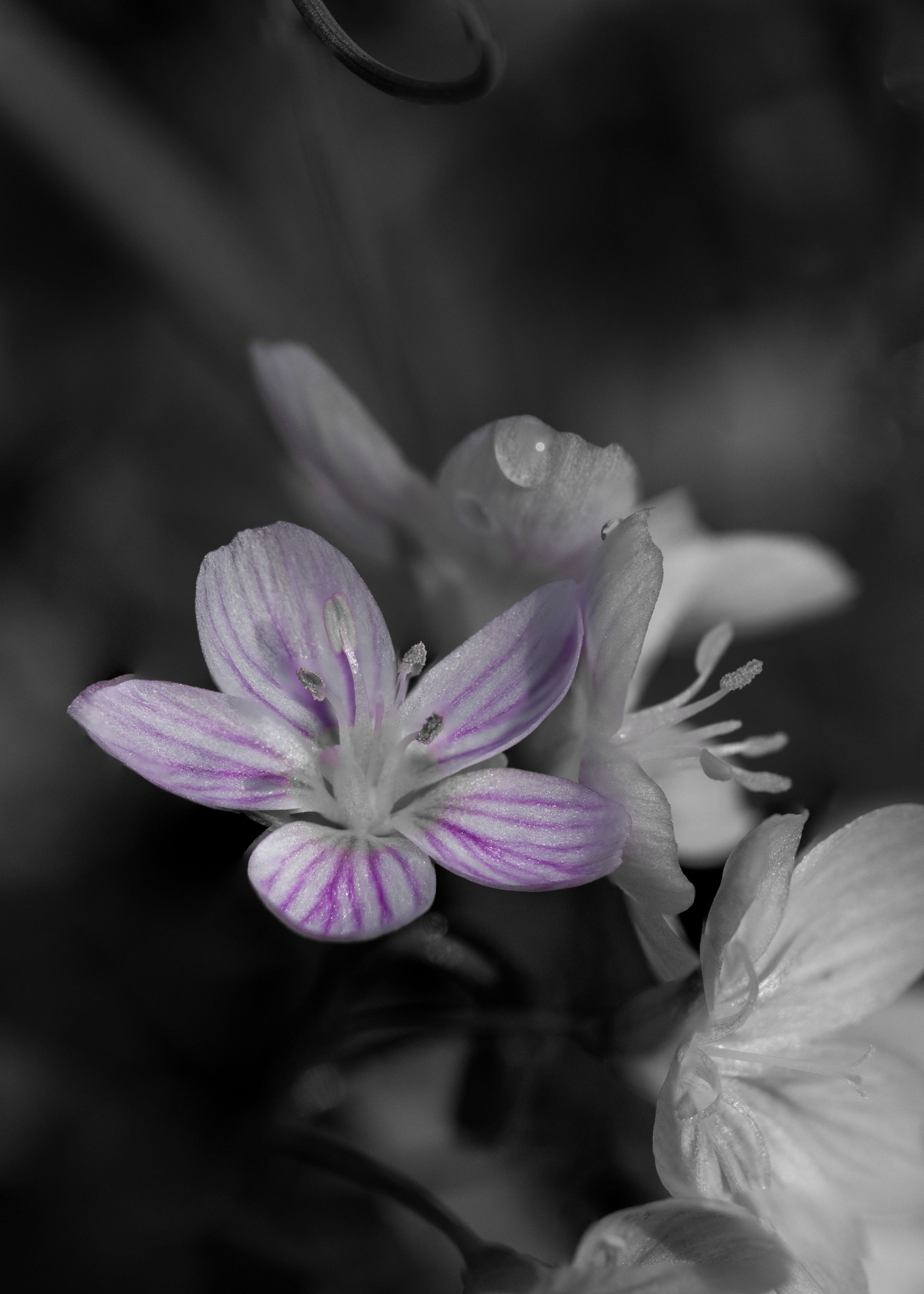 Flower Petal Patterns Photos, Download The BEST Free Flower Petal ...