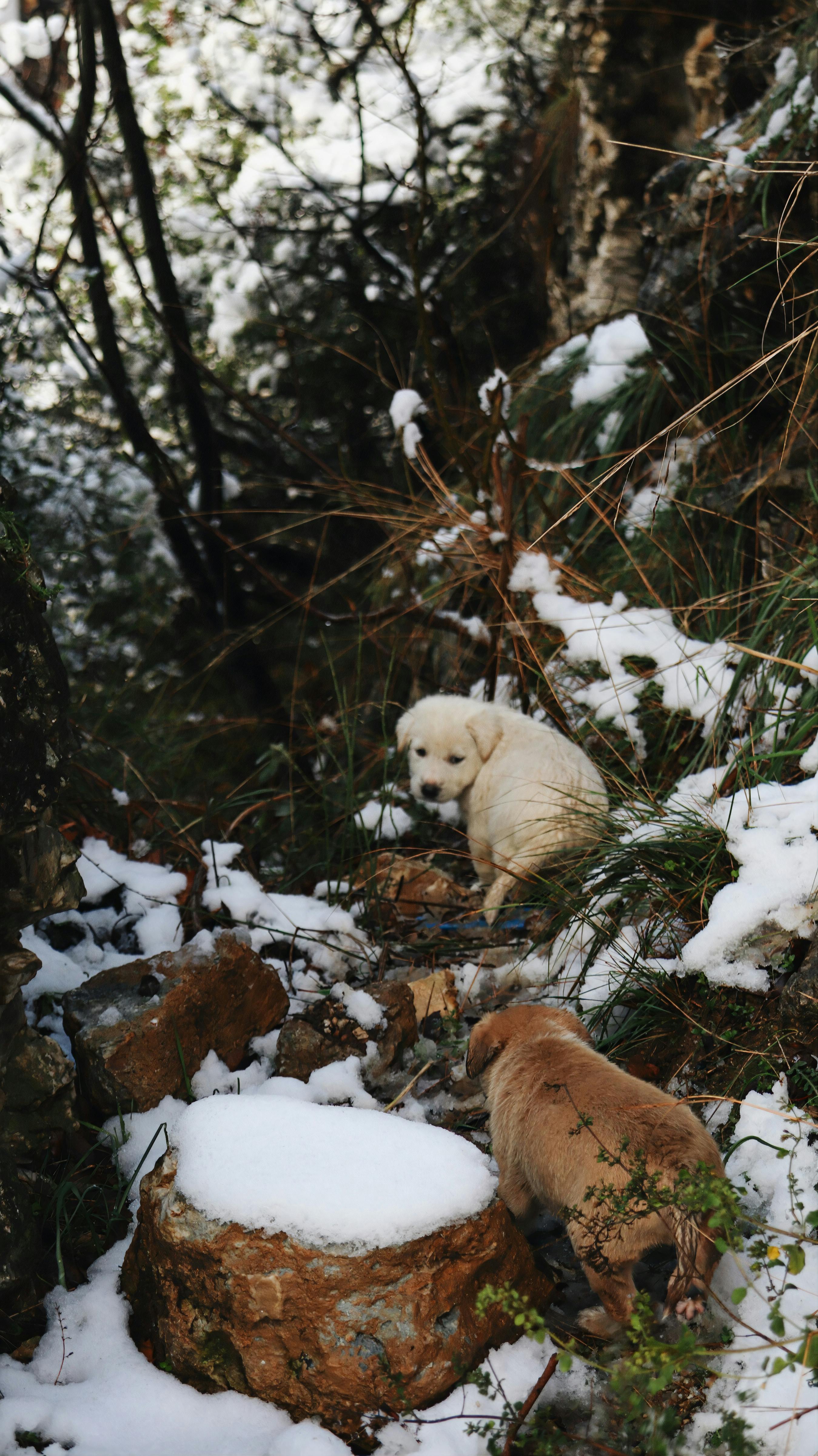Winter Puppies Photos, Download The BEST Free Winter Puppies Stock ...