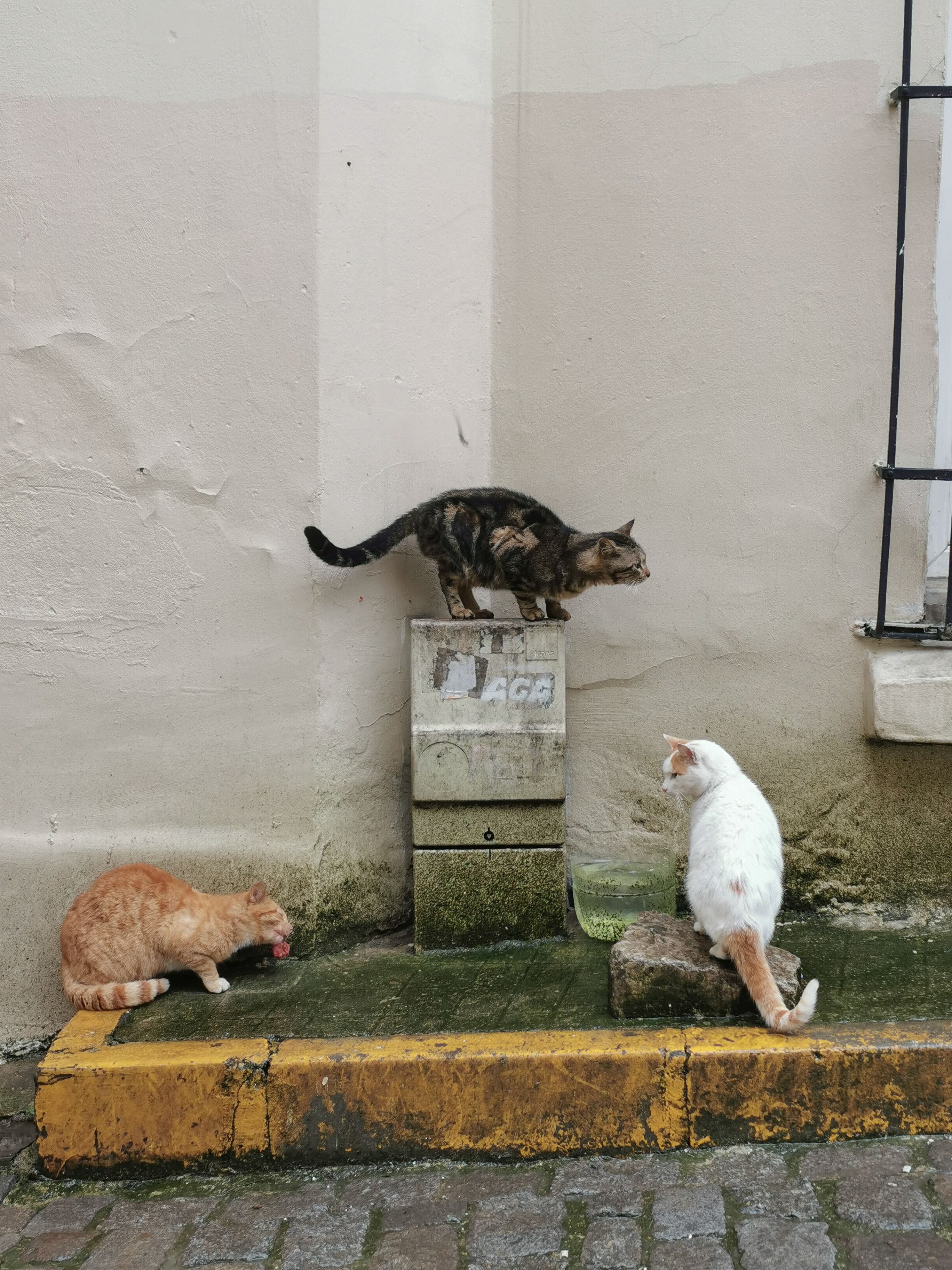 Cats, Queue Photos, Download The BEST Free Cats, Queue Stock Photos ...