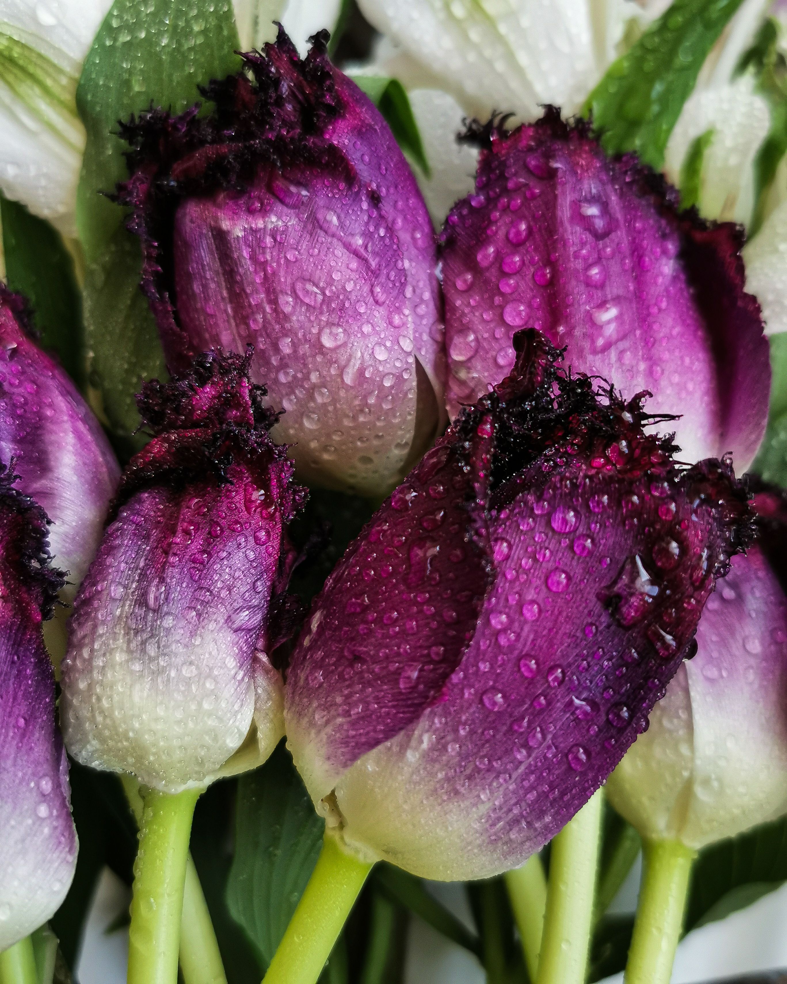 Close Up Photo of Violet Flowers · Free Stock Photo