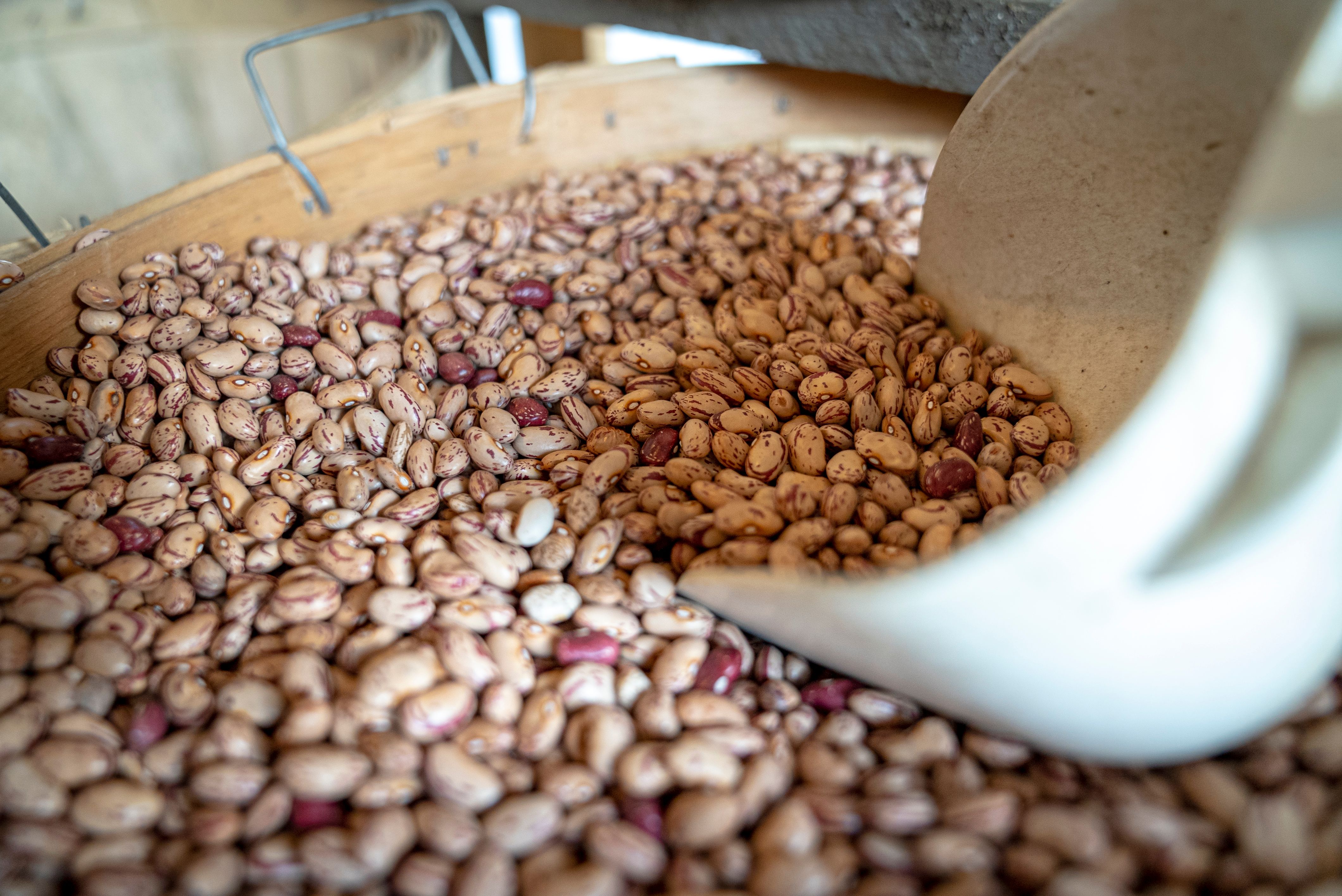 Close-up of an Abundance of Red Beans · Free Stock Photo