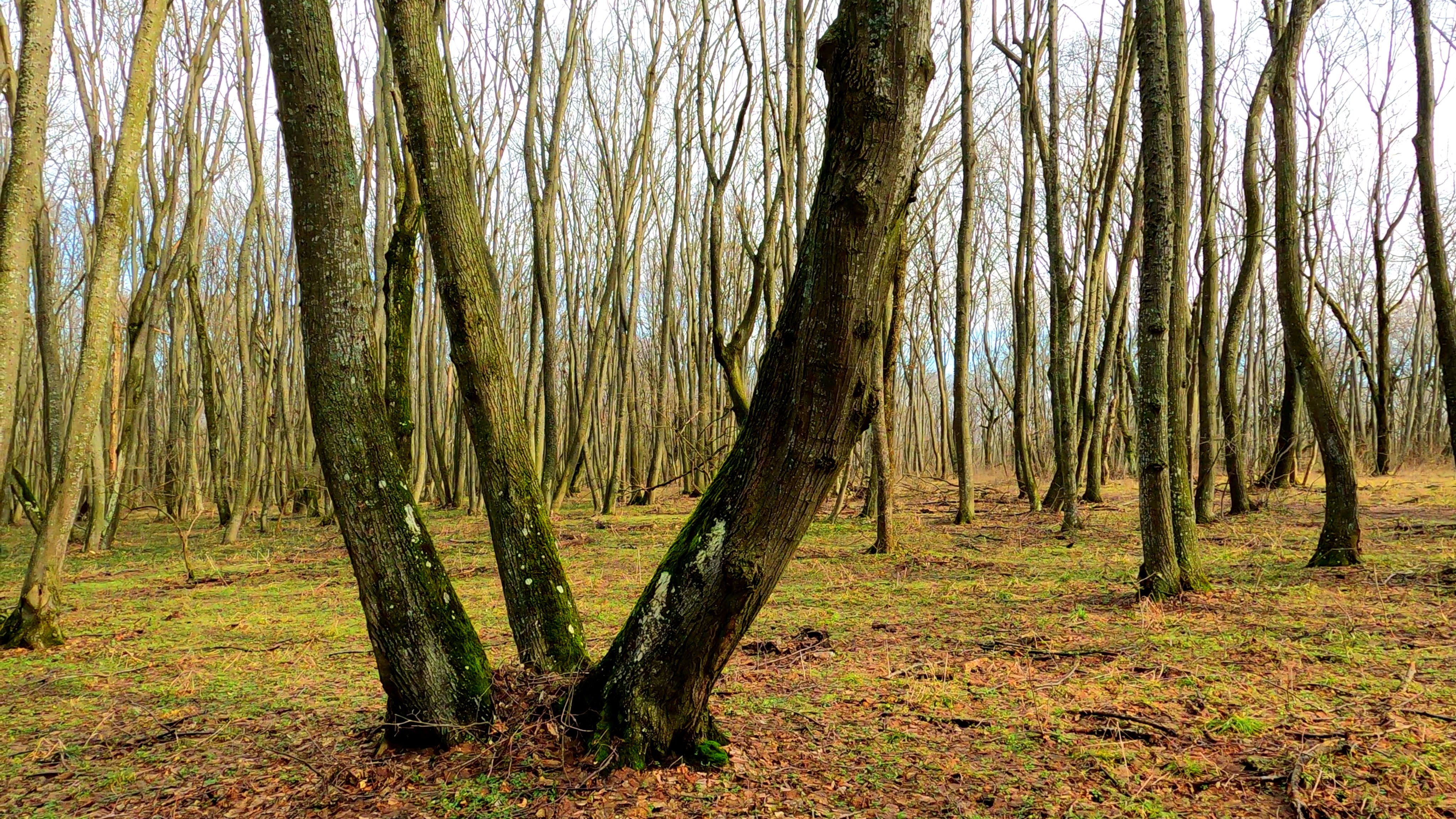 Bare Trees in the Autumn Forest · Free Stock Photo