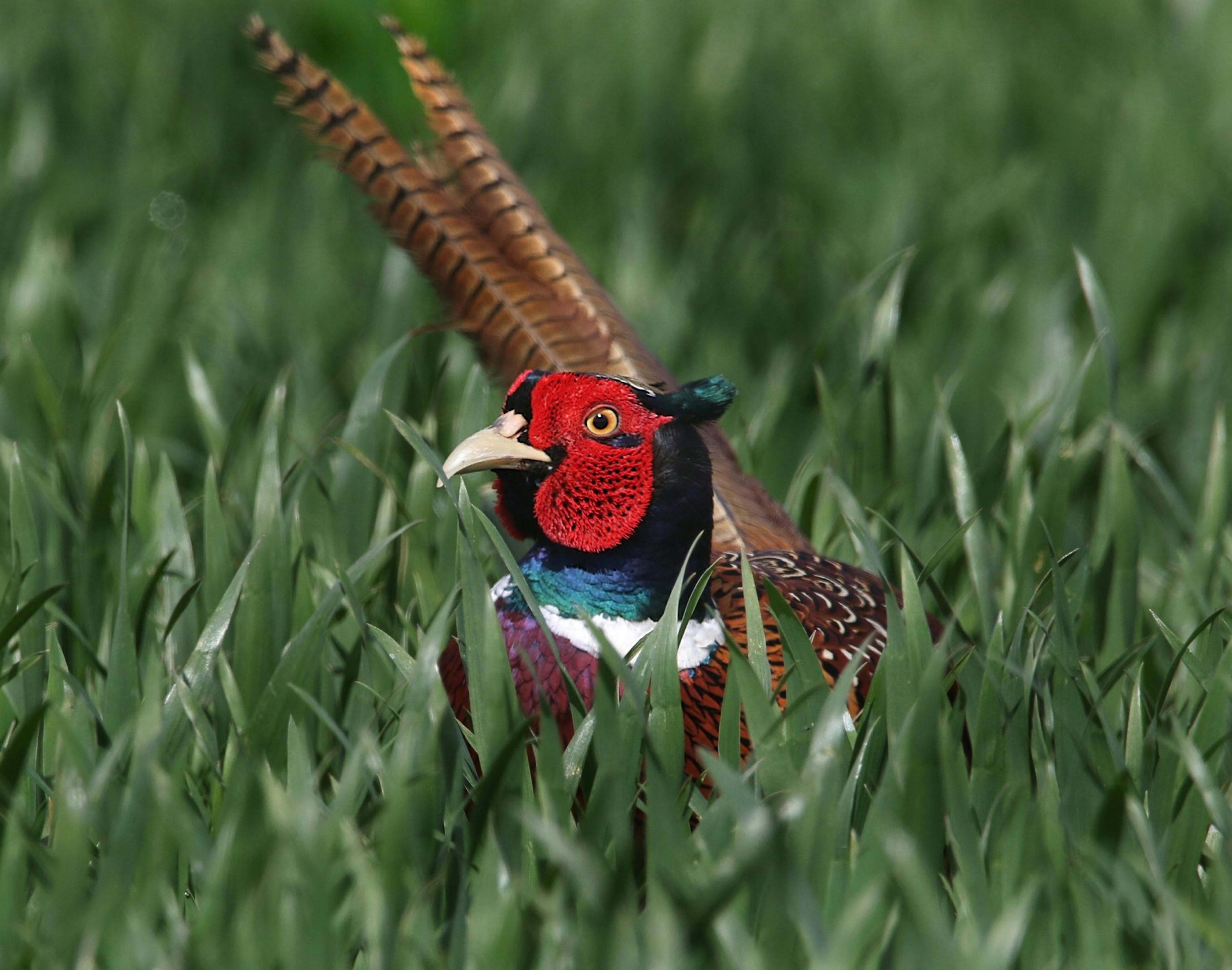 Pheasant Photos, Download The BEST Free Pheasant Stock Photos & HD Images