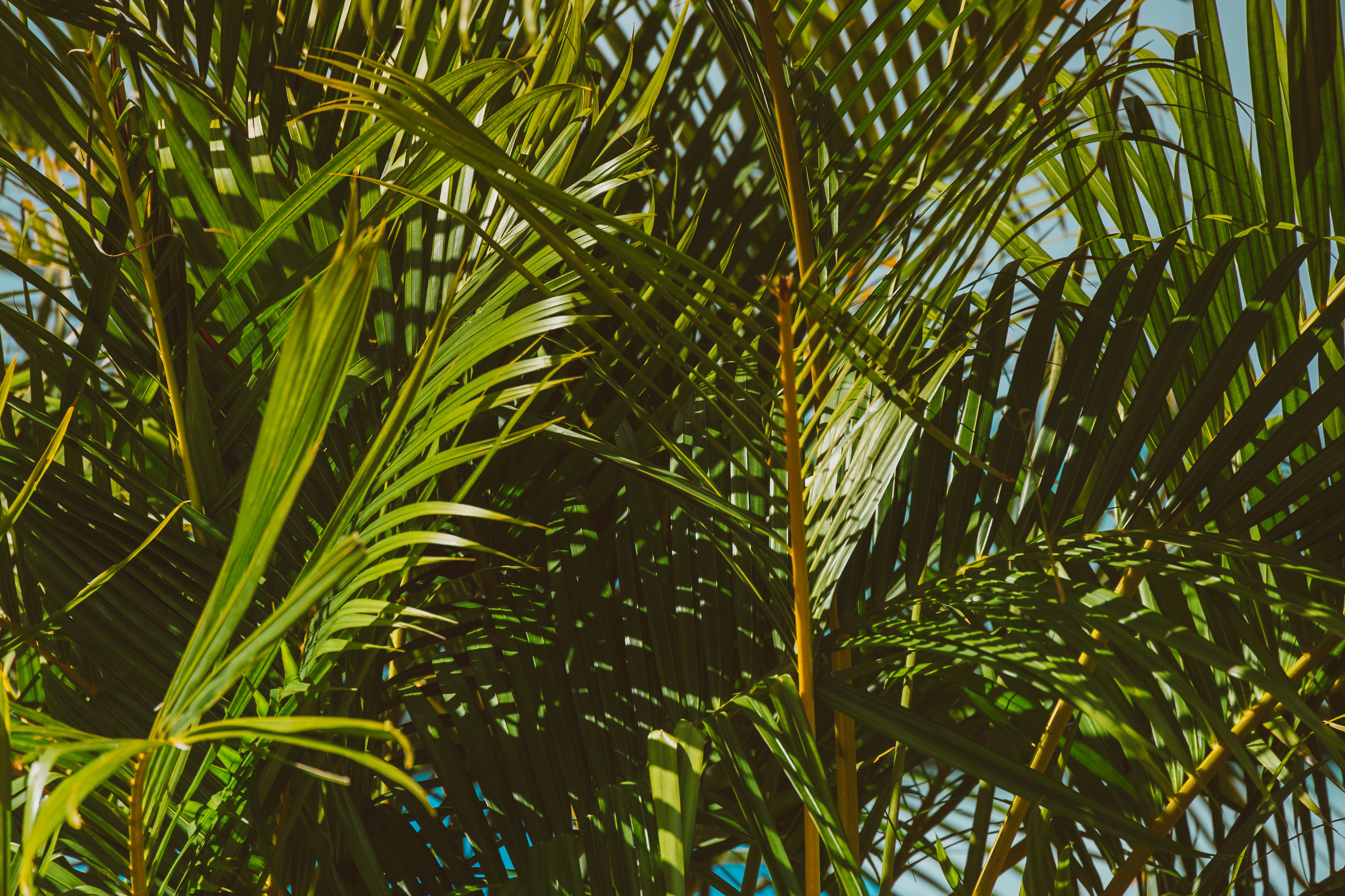 Close-Up Shot of Palm Leaves · Free Stock Photo
