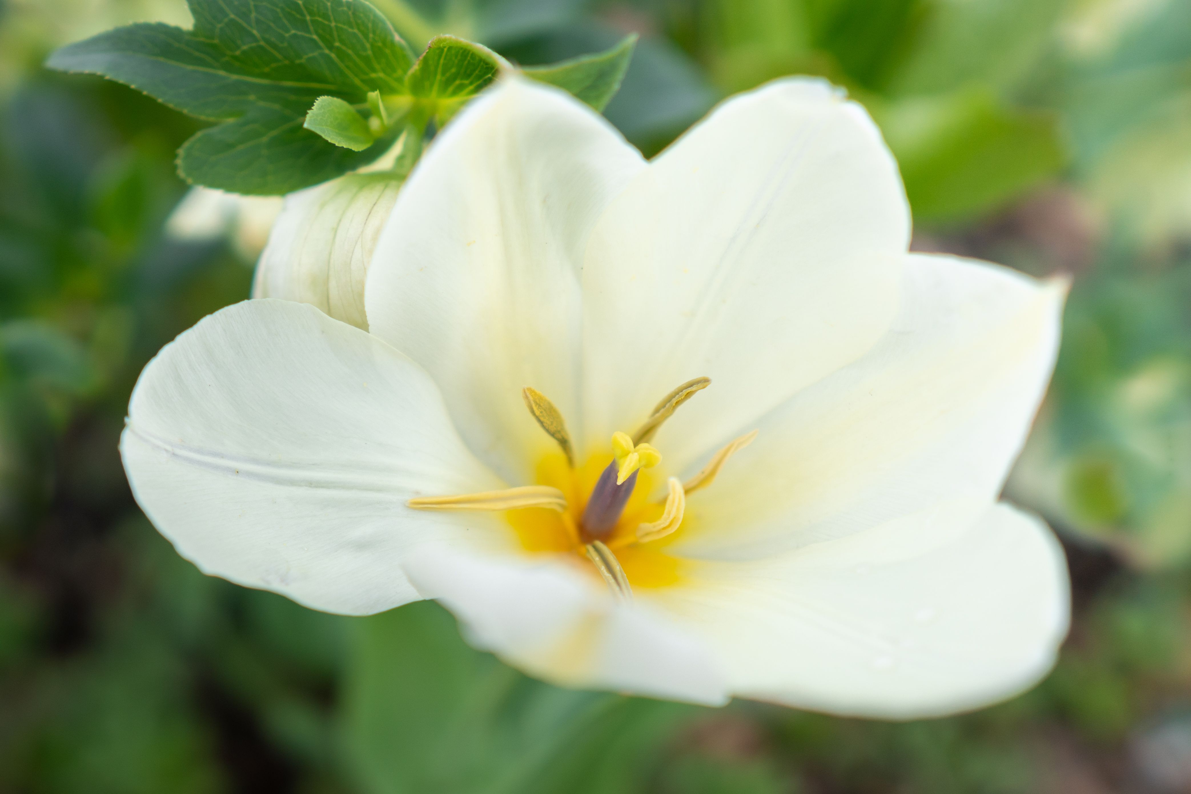 Close-up Photography of White Petal Flower · Free Stock Photo