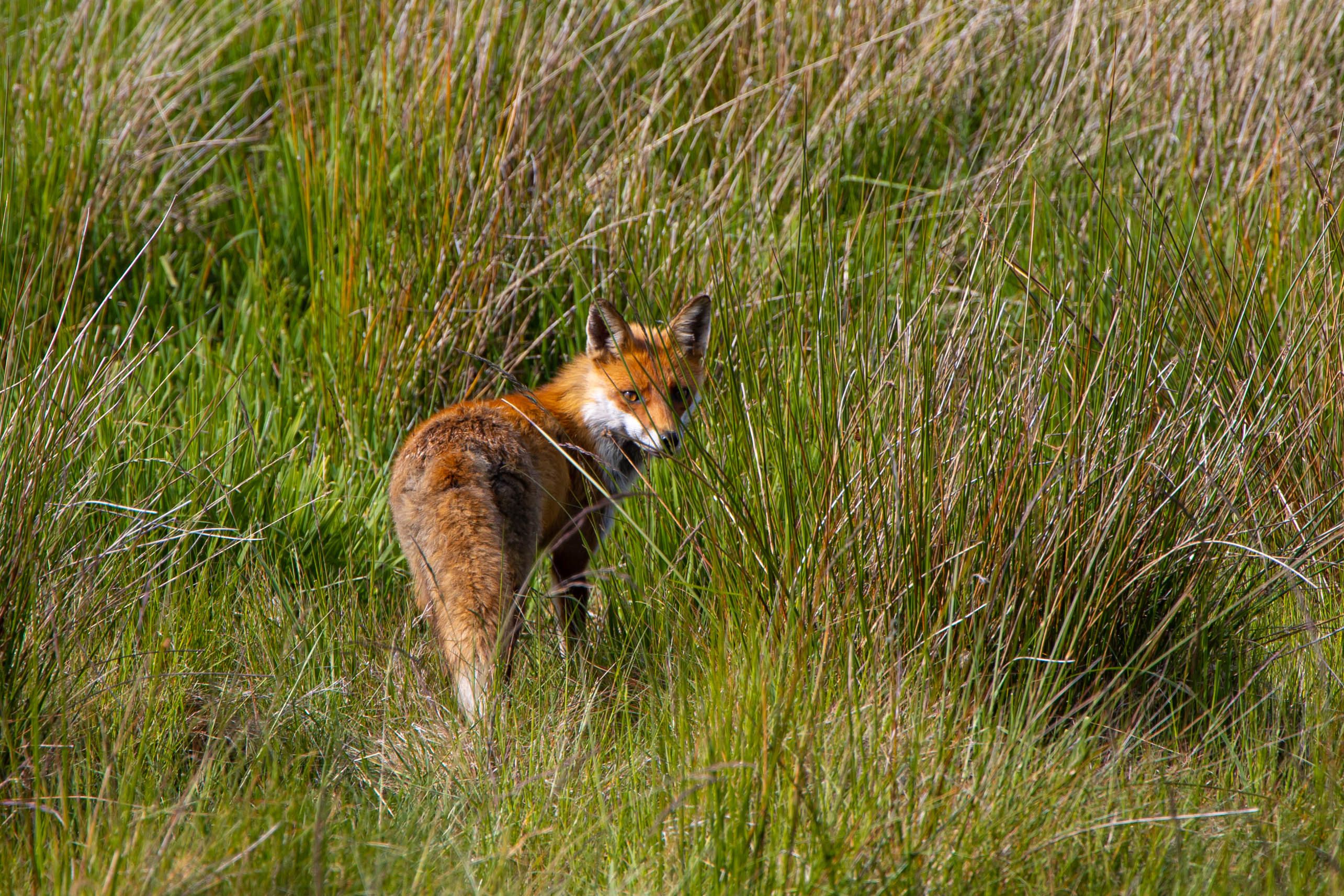 Brown Fox on the Field · Free Stock Photo