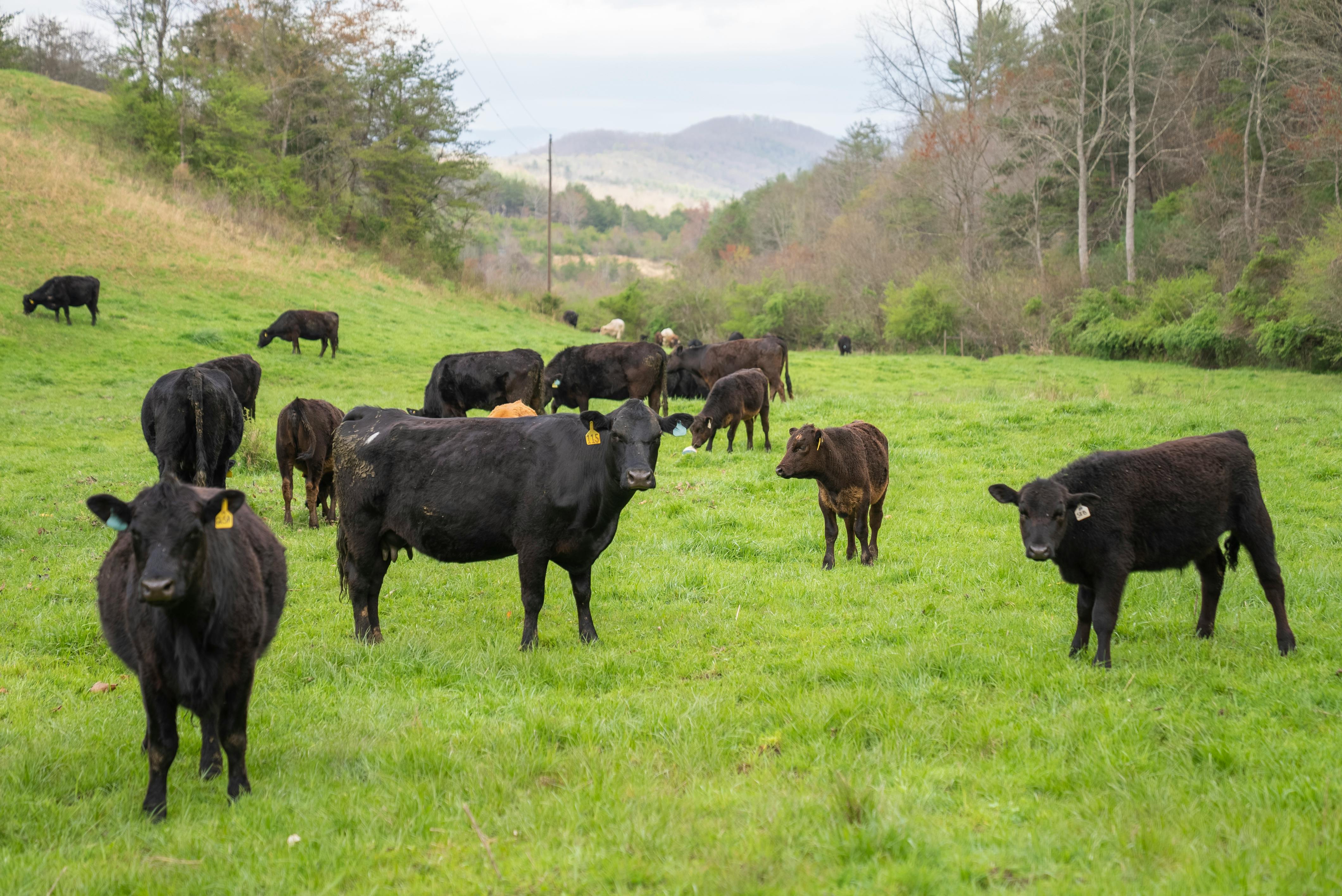 Cattle on a Pasture · Free Stock Photo