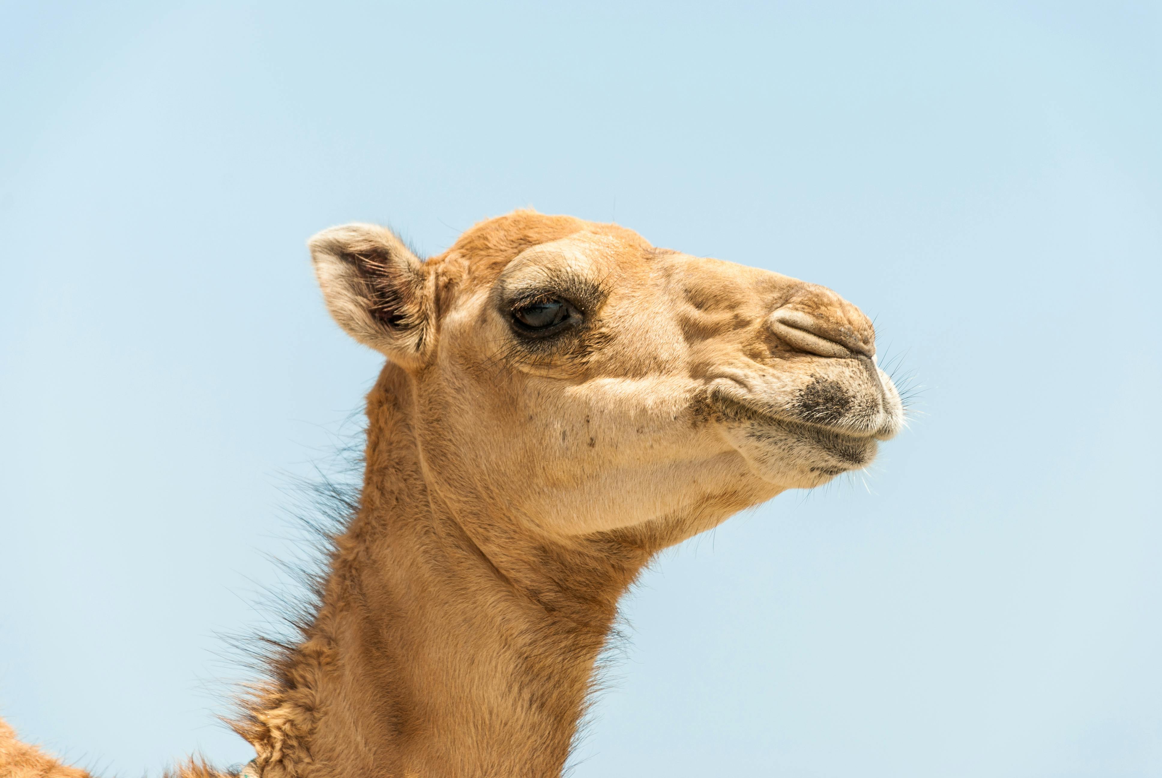 Brown Camel Photos, Download The BEST Free Brown Camel Stock Photos ...