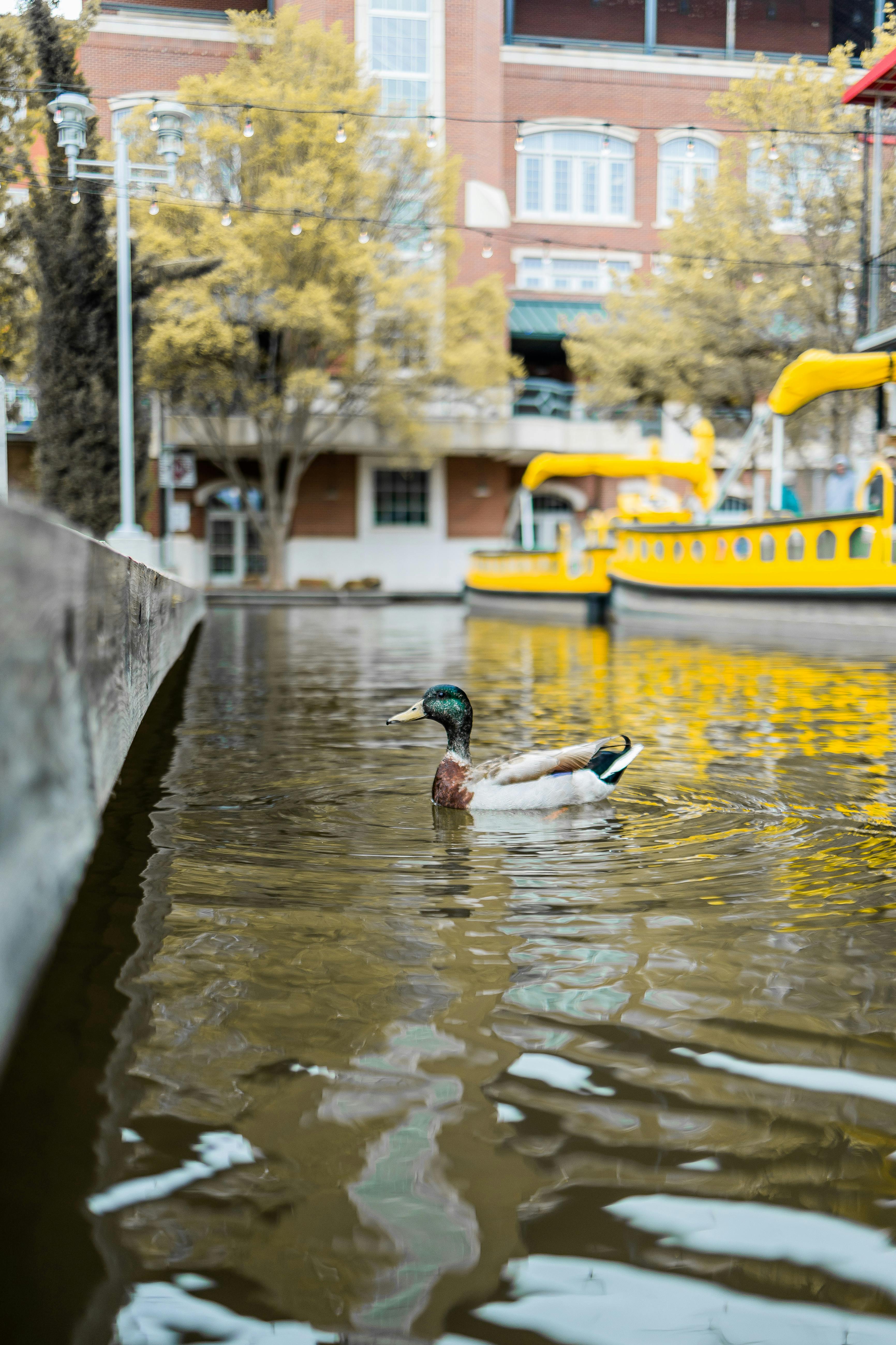 Drake swimming in canal against urban building · Free Stock Photo