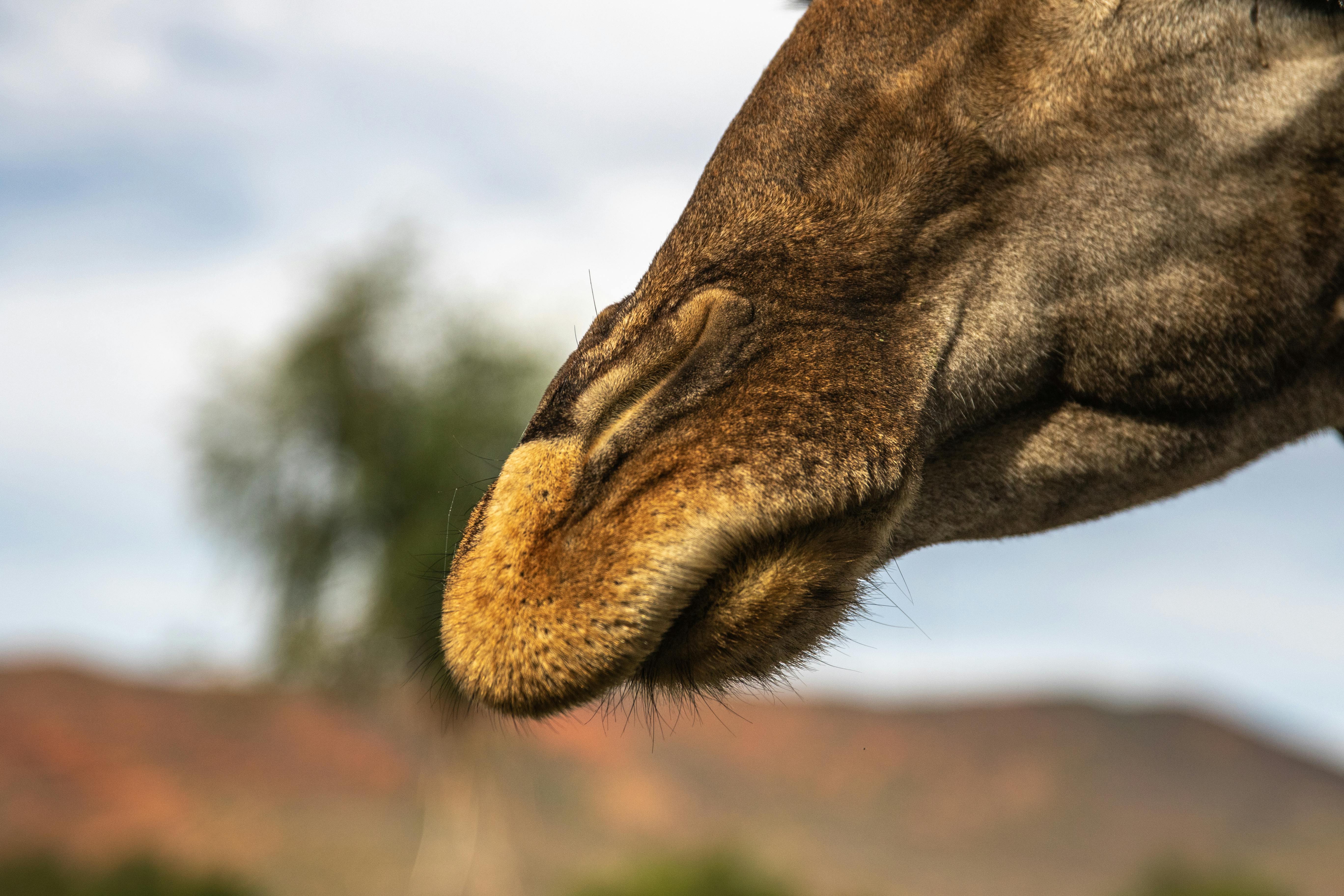 Close Up Shot of a Giraffe Nose · Free Stock Photo