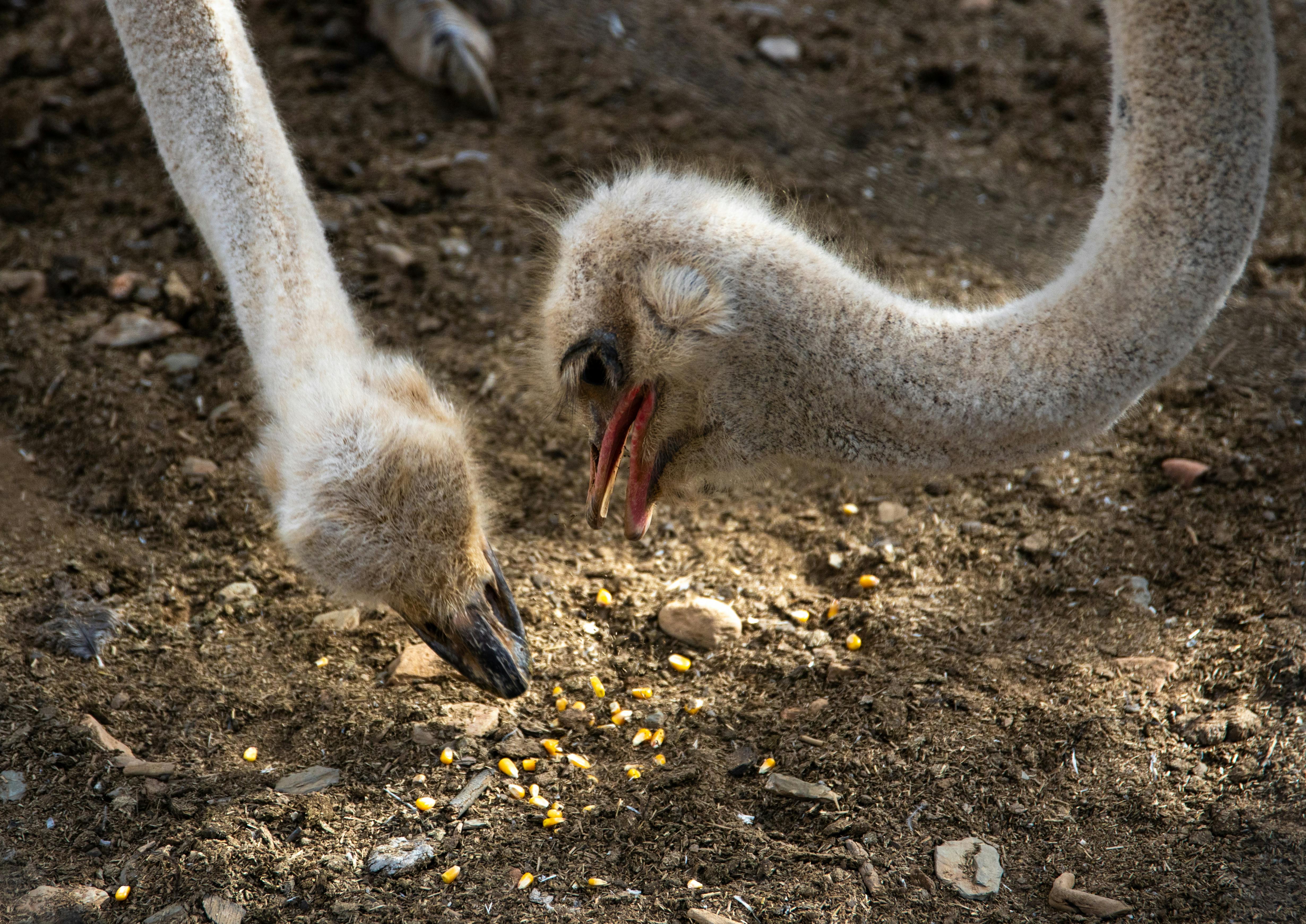 Close Up Photo of Ostriches · Free Stock Photo