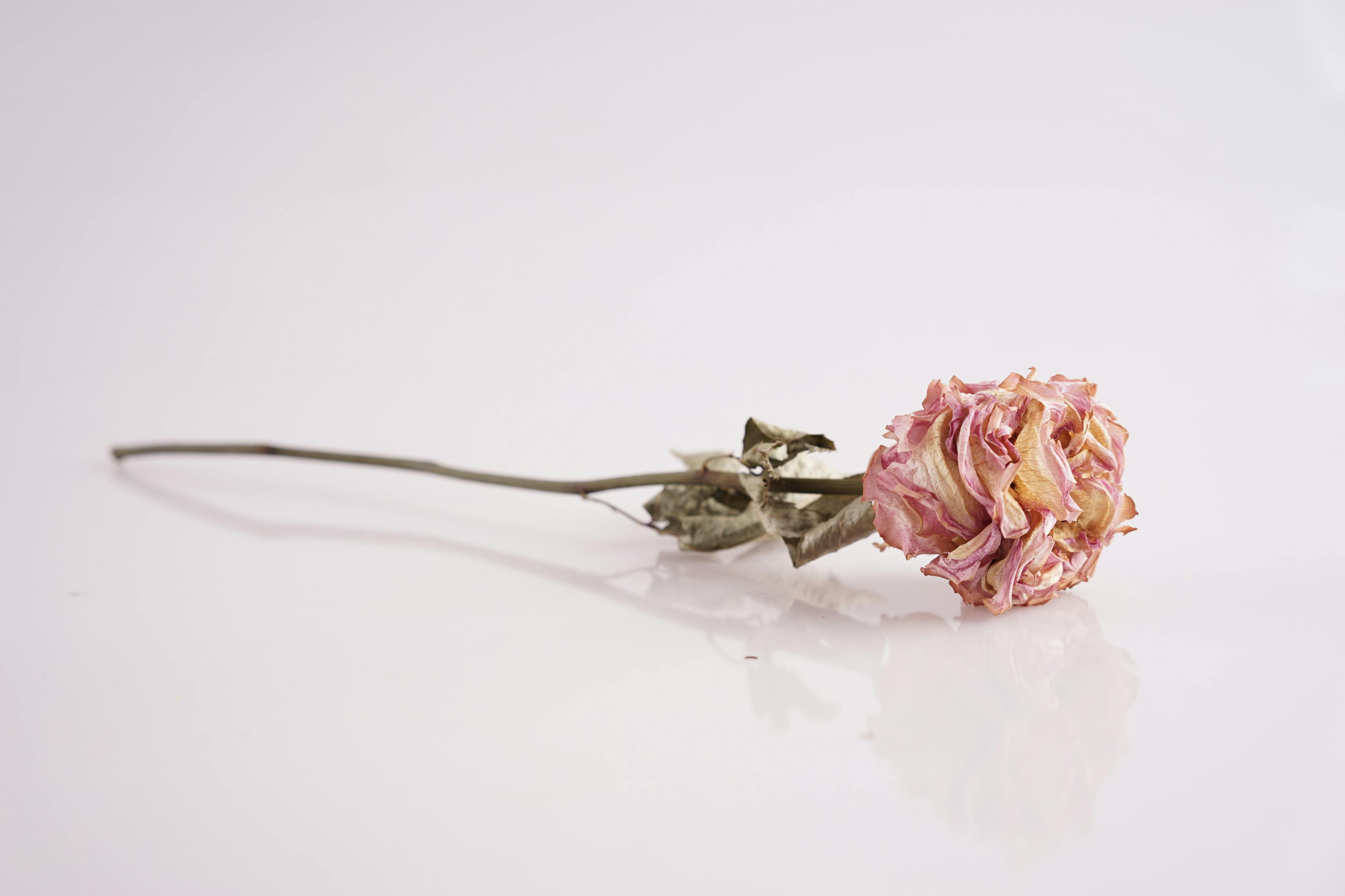 Dry Flowers · Free Stock Photo