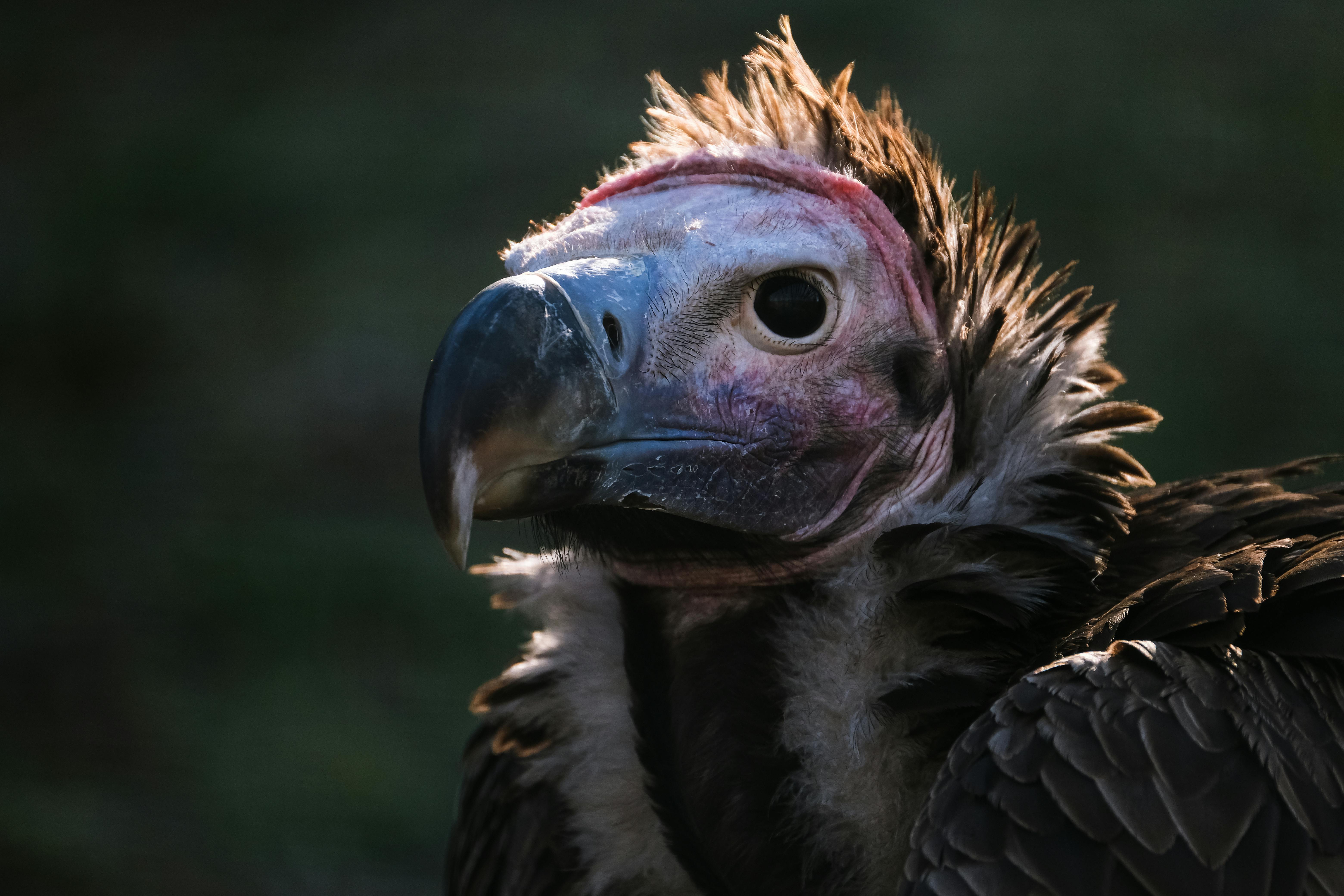 Close Up Shot of an Eagle Face · Free Stock Photo