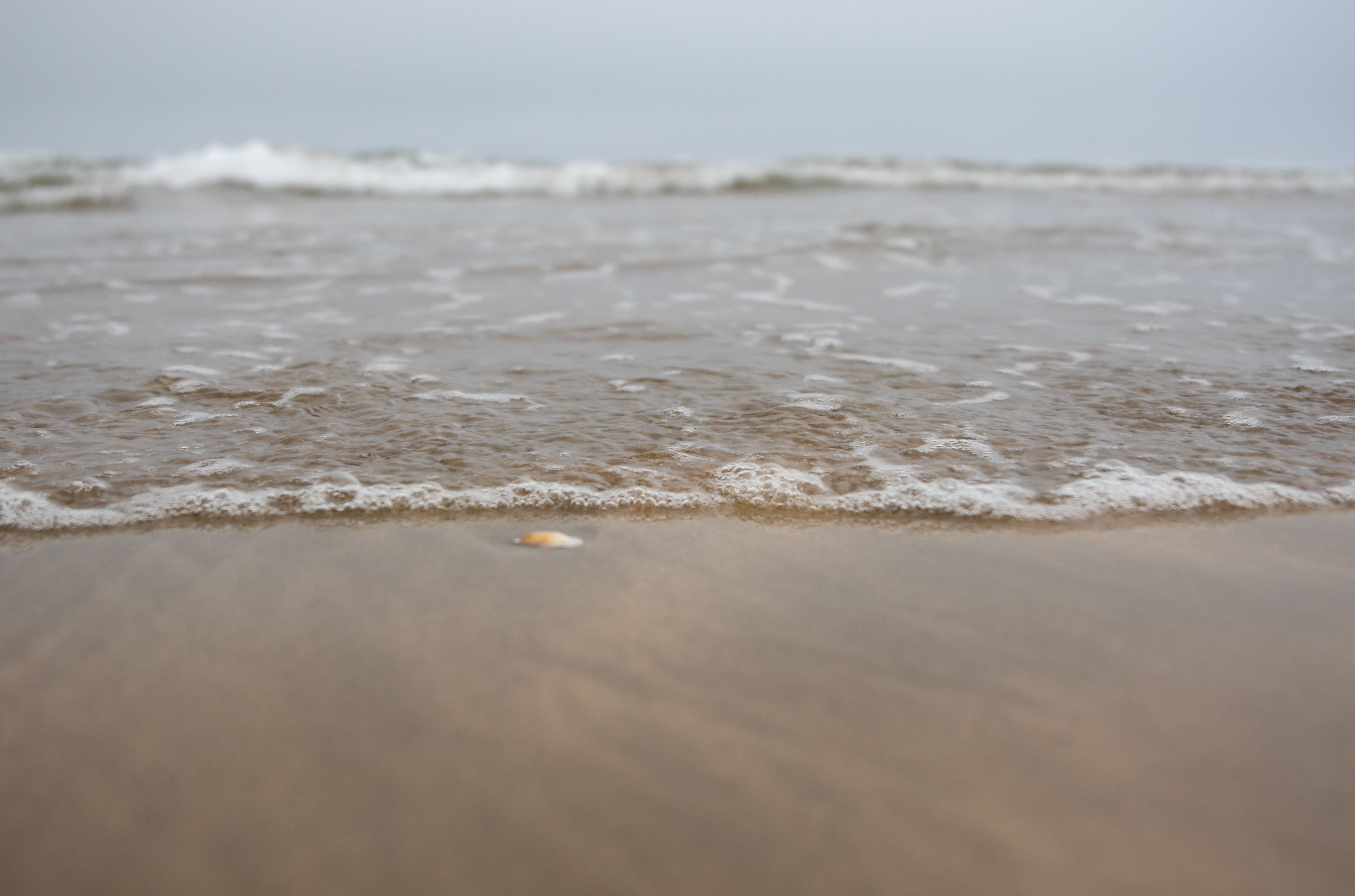 Orange and White Shell on the Seashore · Free Stock Photo