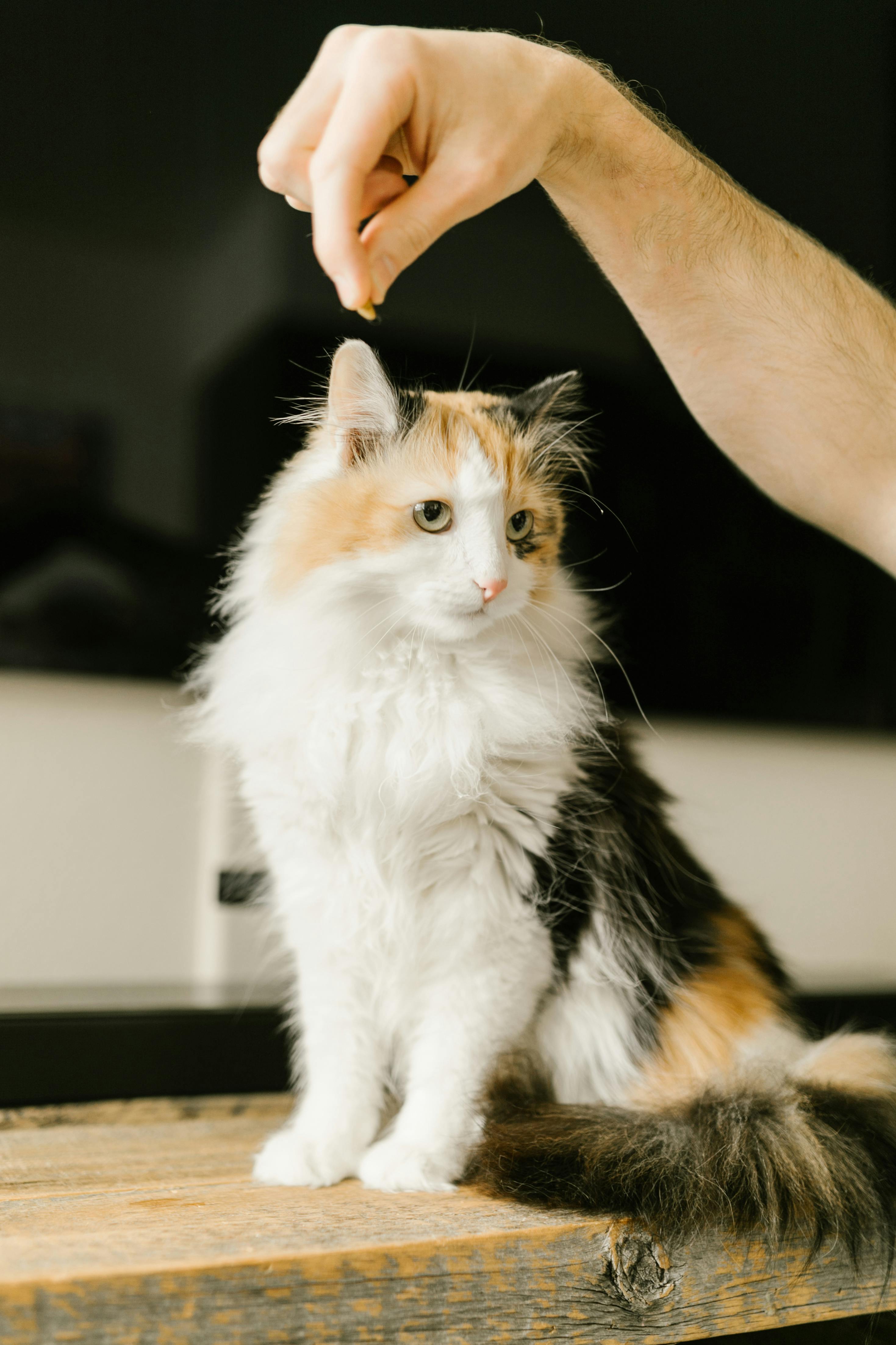 Calico Cat Photos, Download The BEST Free Calico Cat Stock Photos & HD ...