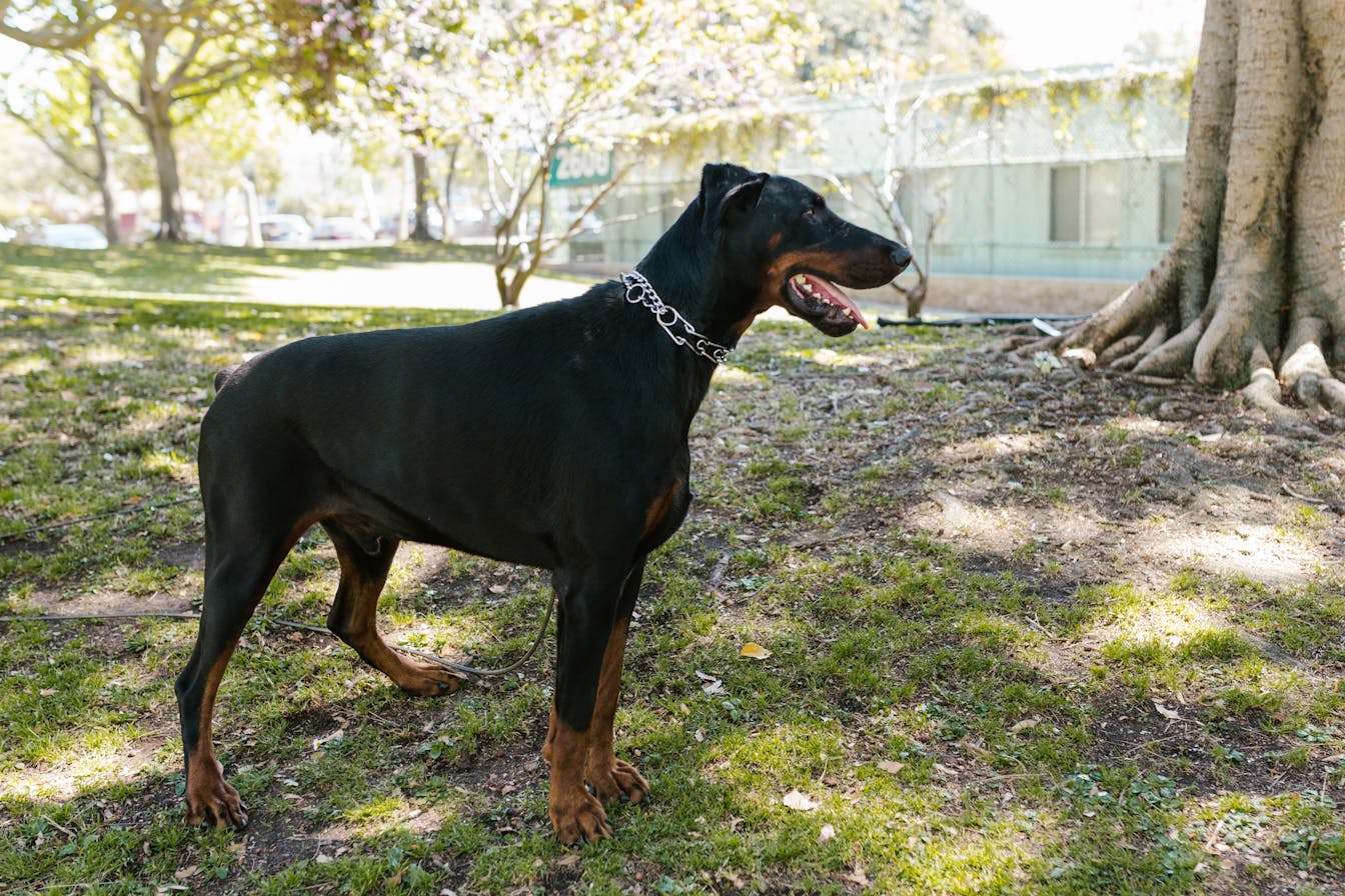 Doberman Pinscher Growth Chart: Predicting Your Puppy's Size