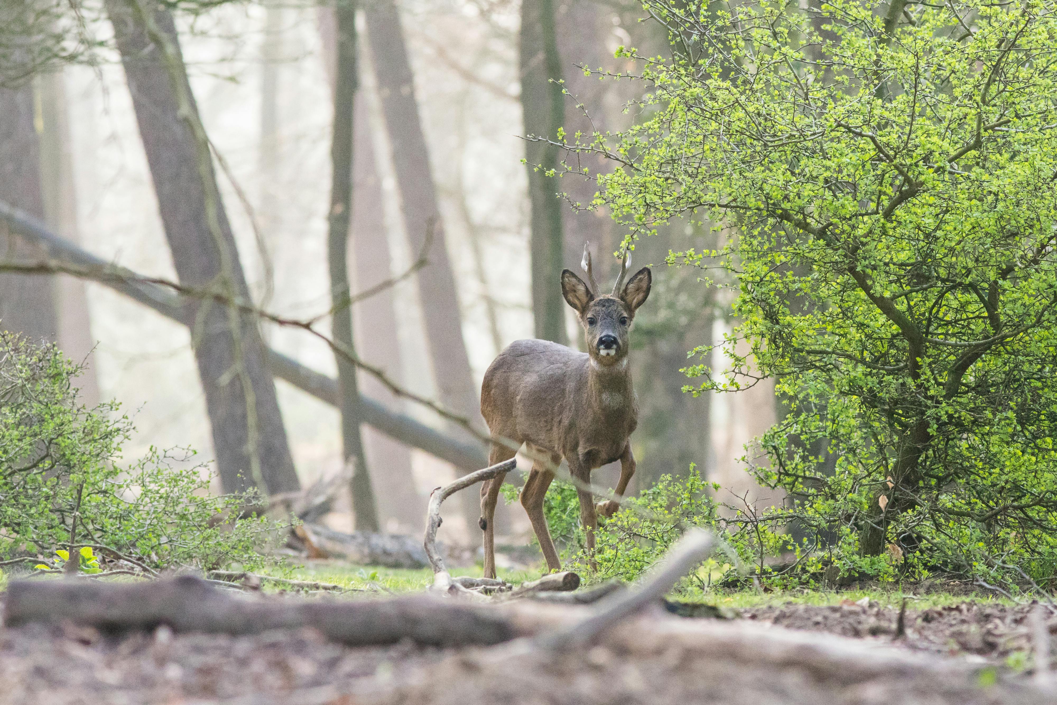White Roe Deer in the Forest · Free Stock Photo