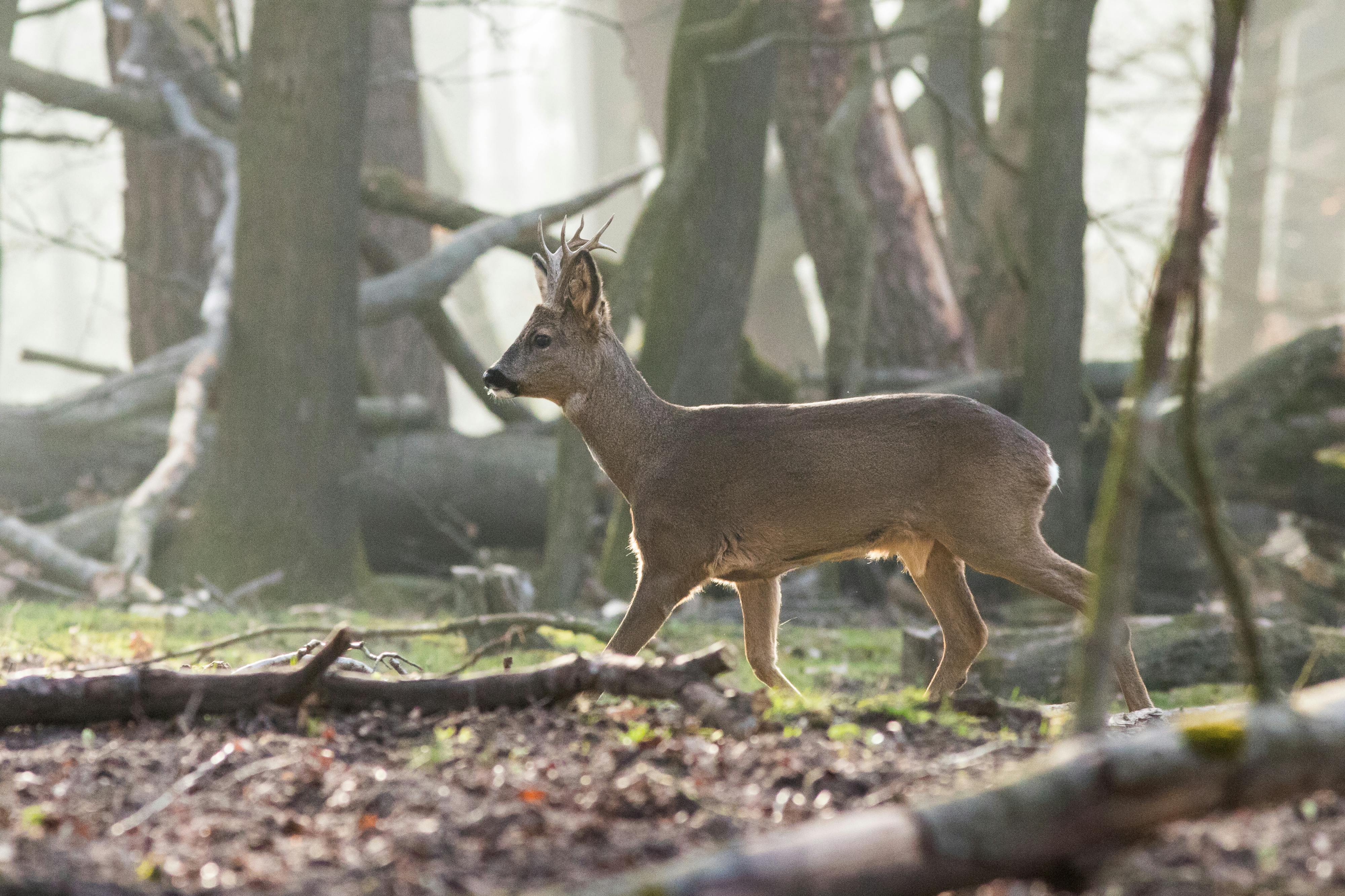 Deer Near Plants · Free Stock Photo
