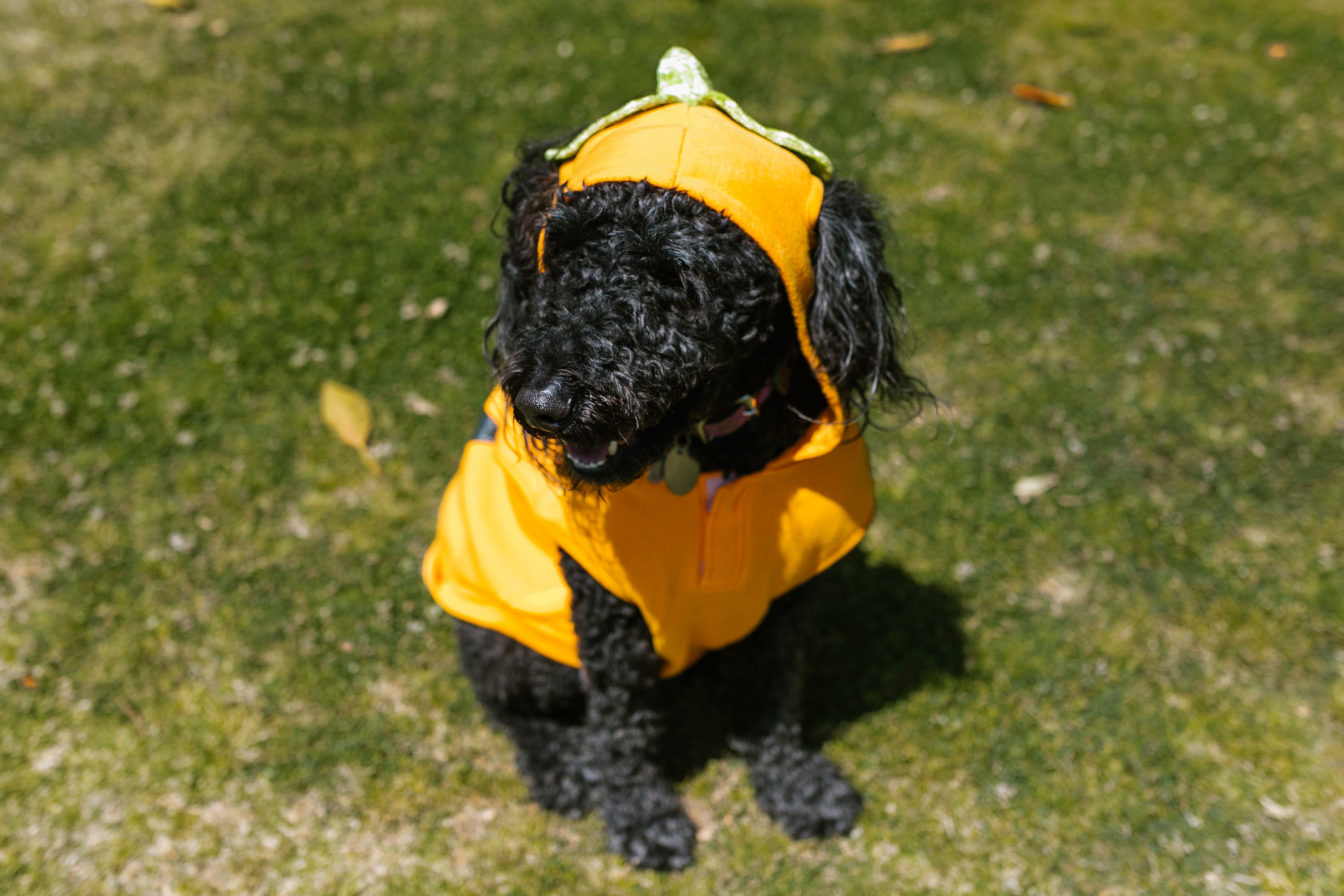 Black Dog in Yellow Costume · Free Stock Photo