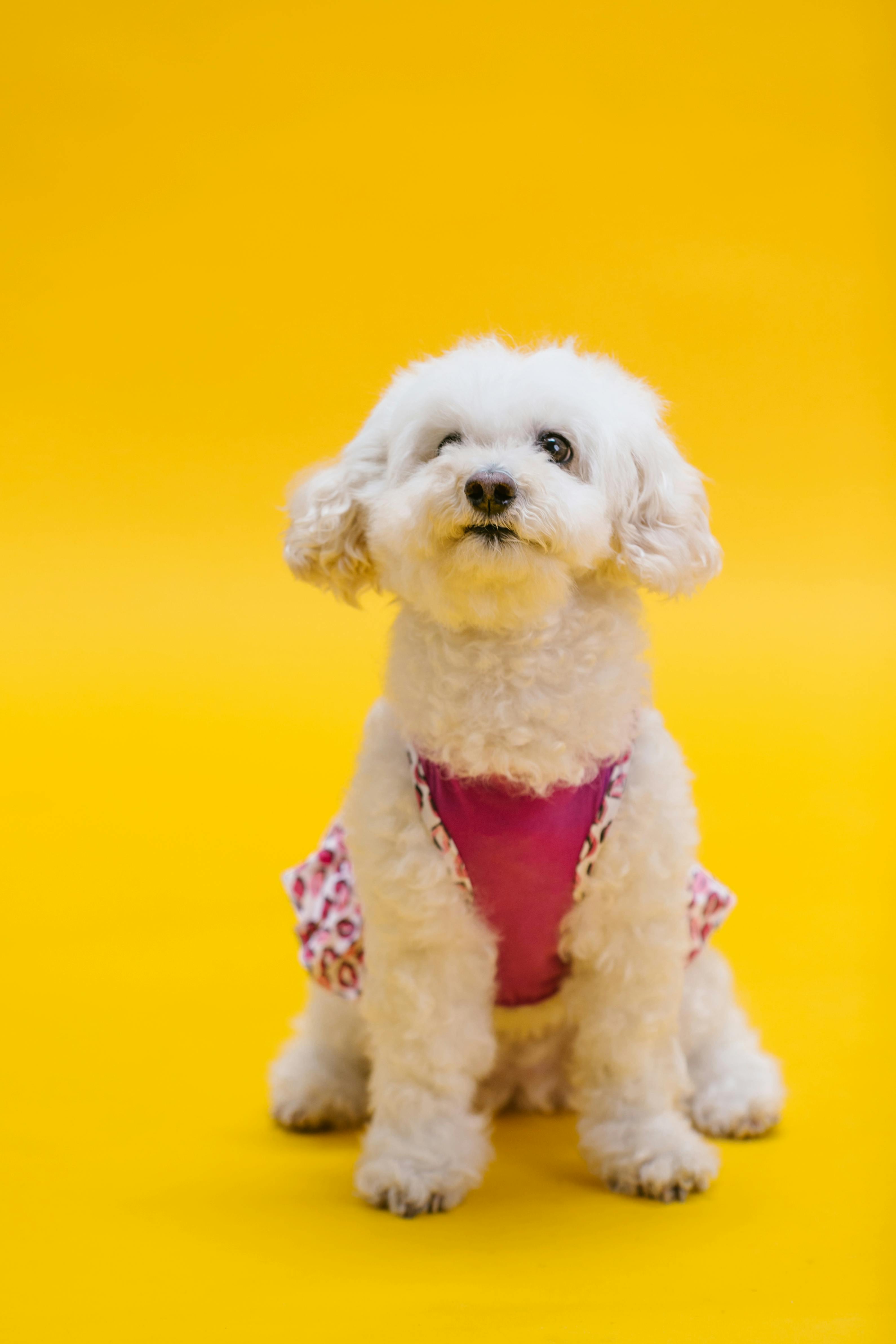 Black Dogs Biting Brown Tree Branch · Free Stock Photo