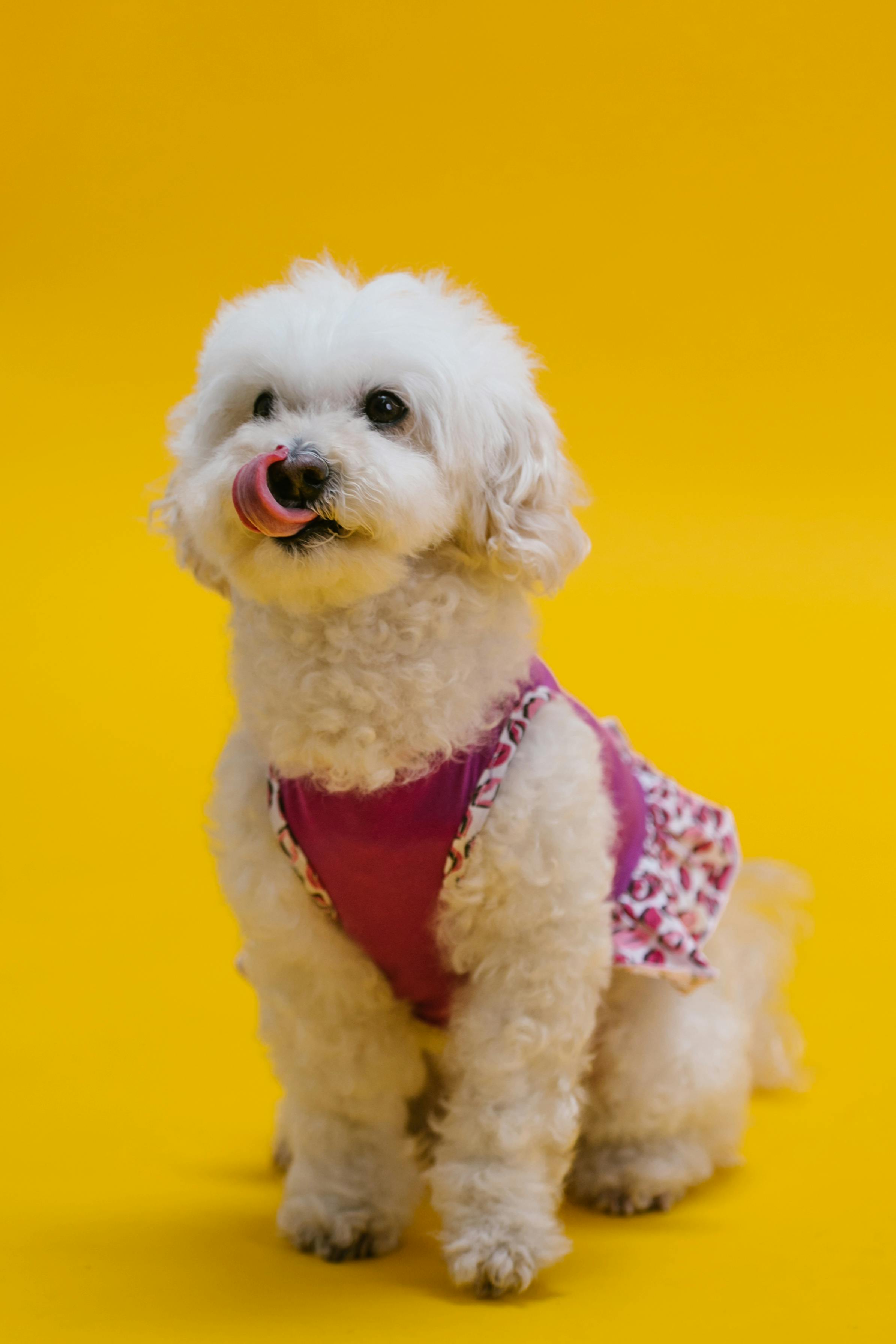 Poodle Dog Photos, Download The BEST Free Poodle Dog Stock Photos & HD ...