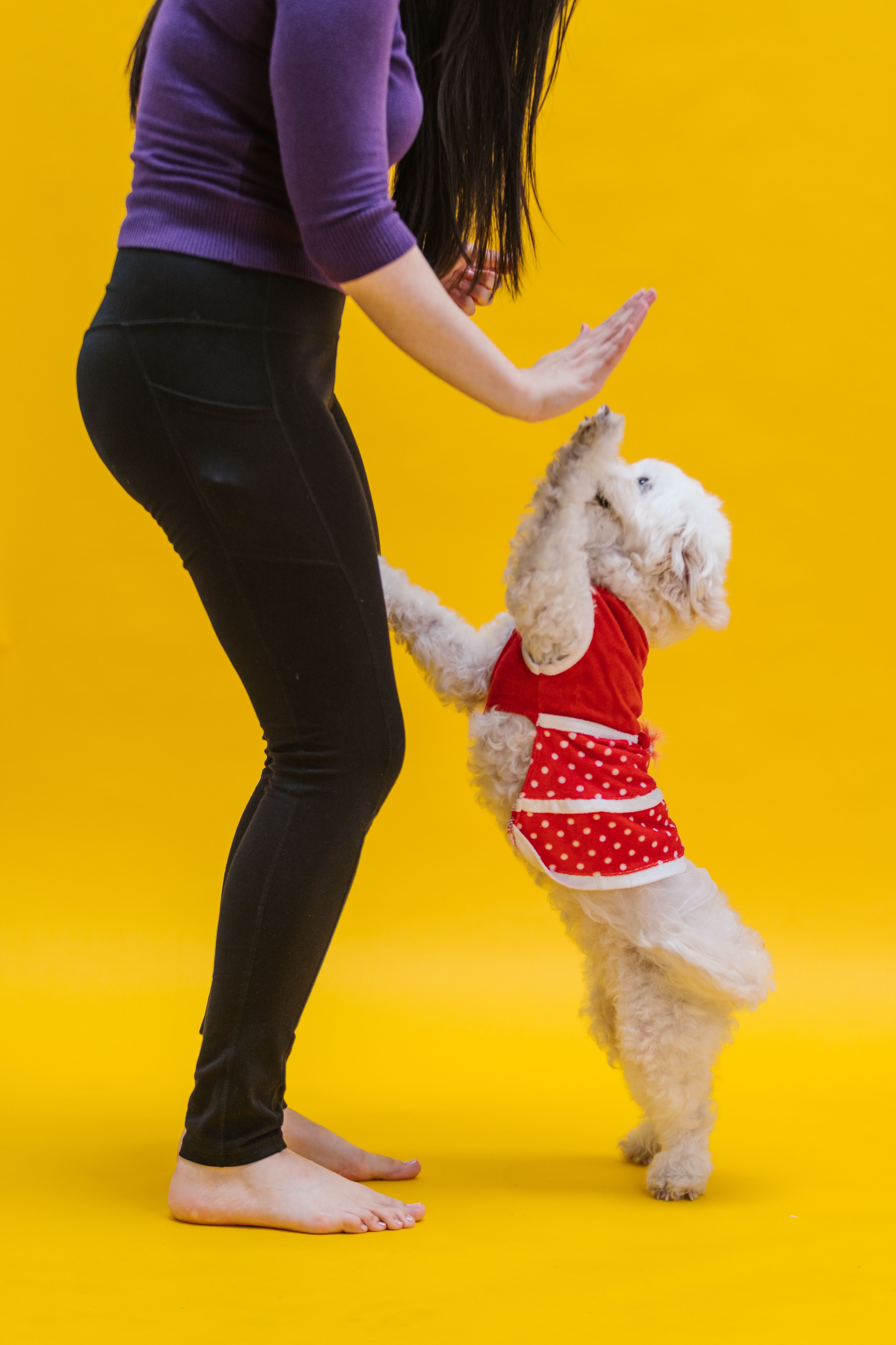 Dog Doing a High Five · Free Stock Photo