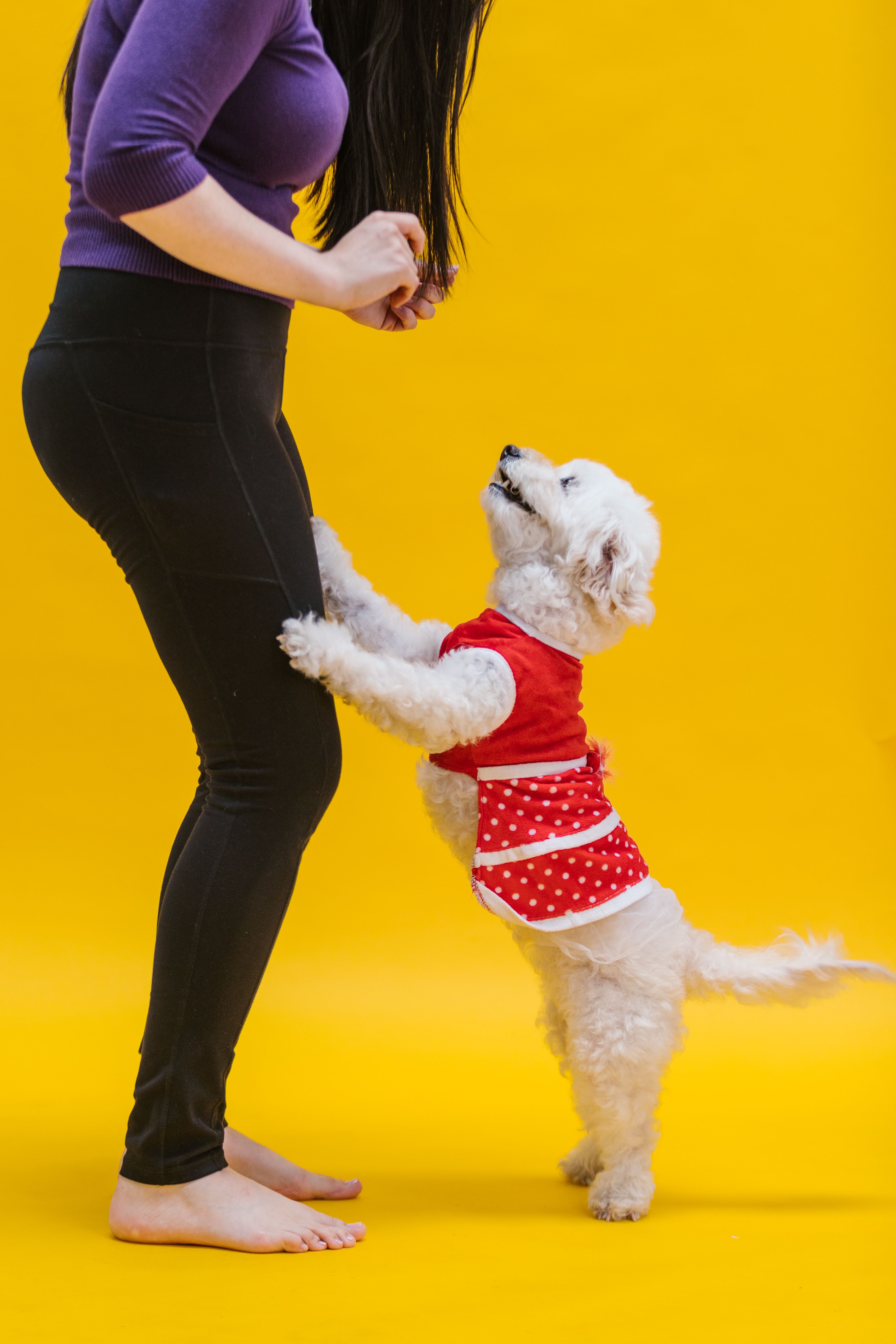 Dog Doing a High Five · Free Stock Photo
