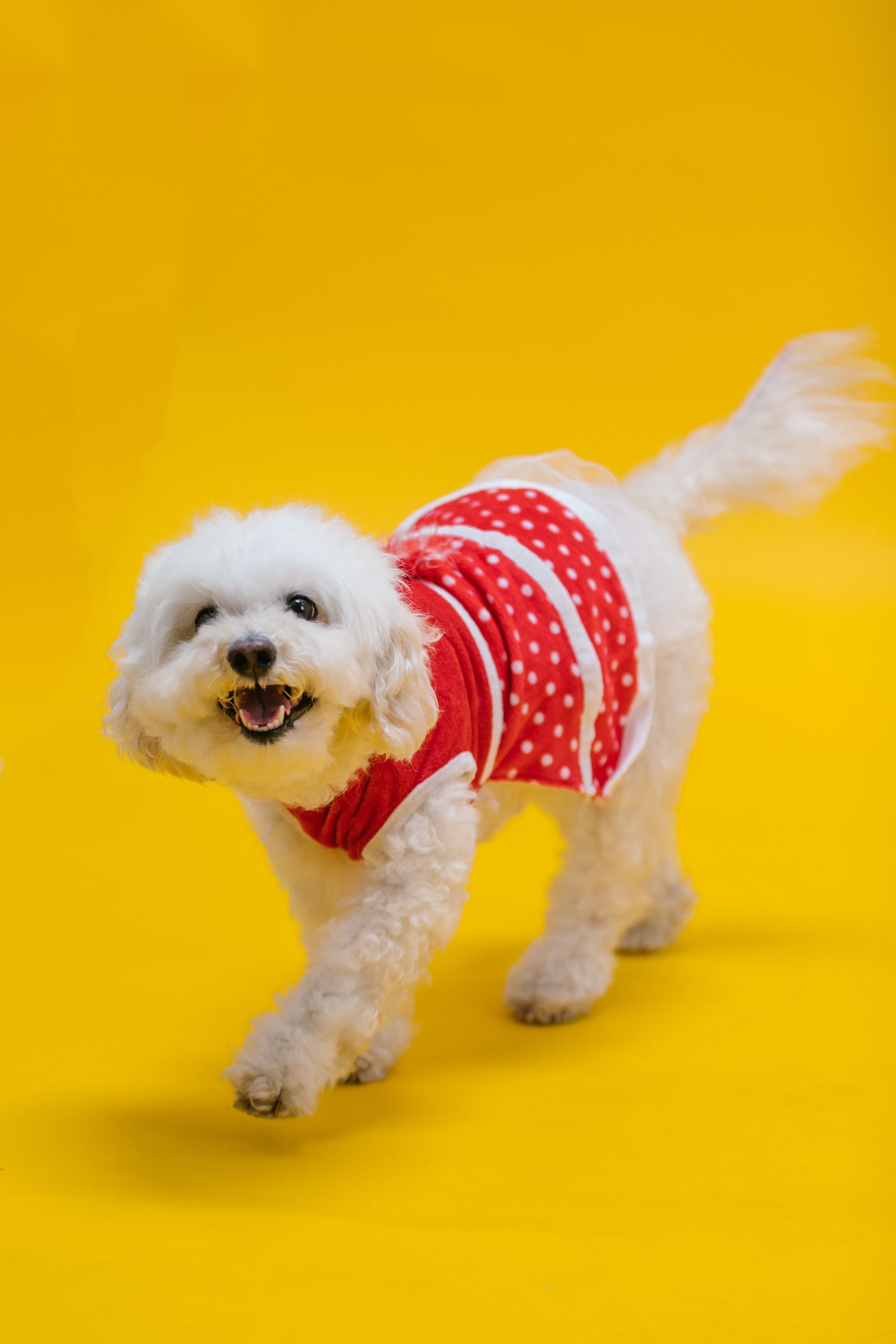 Joyful Animal Photos, Download The BEST Free Joyful Animal Stock Photos ...
