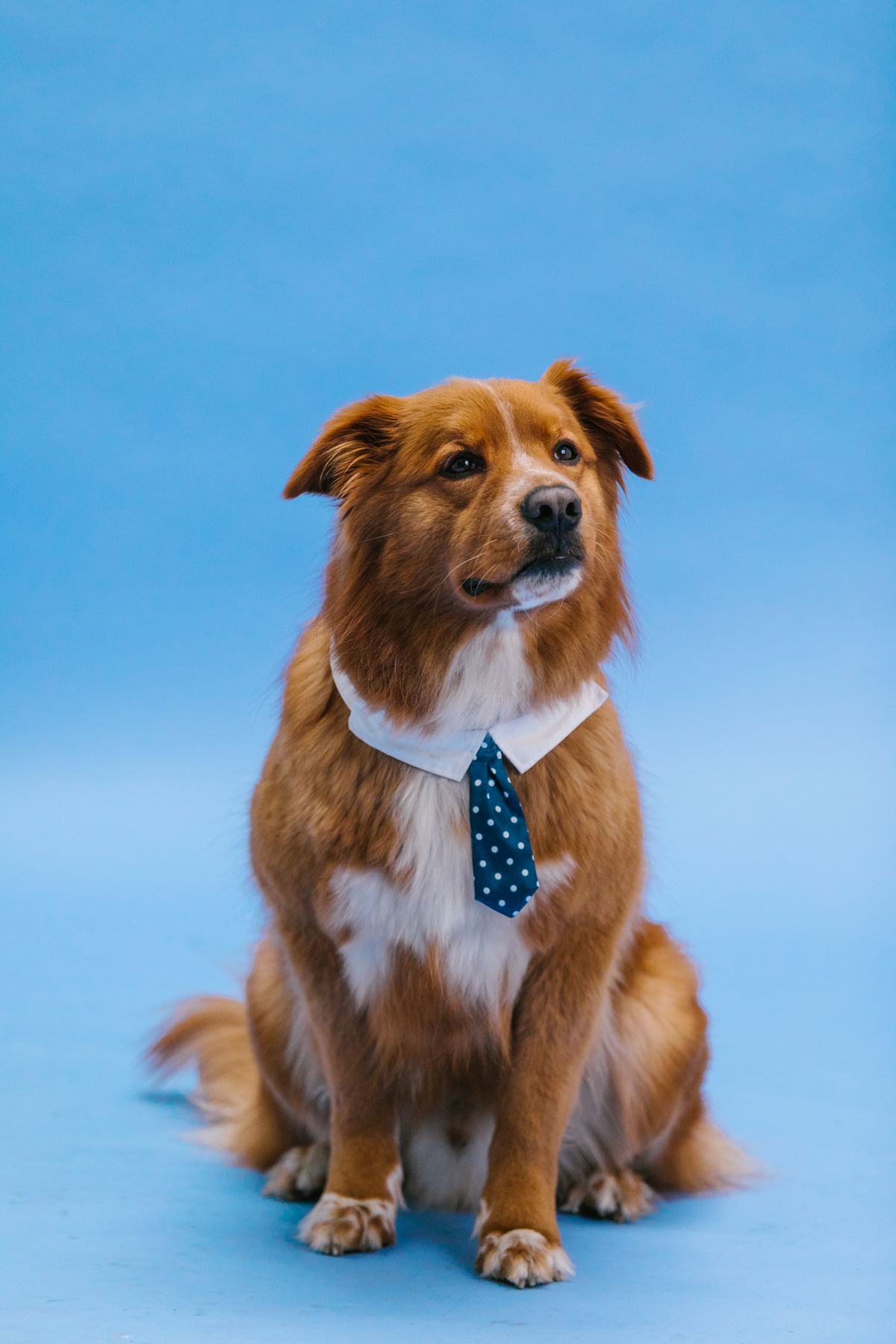 Doggy Style Photos, Download The BEST Free Doggy Style Stock Photos ...