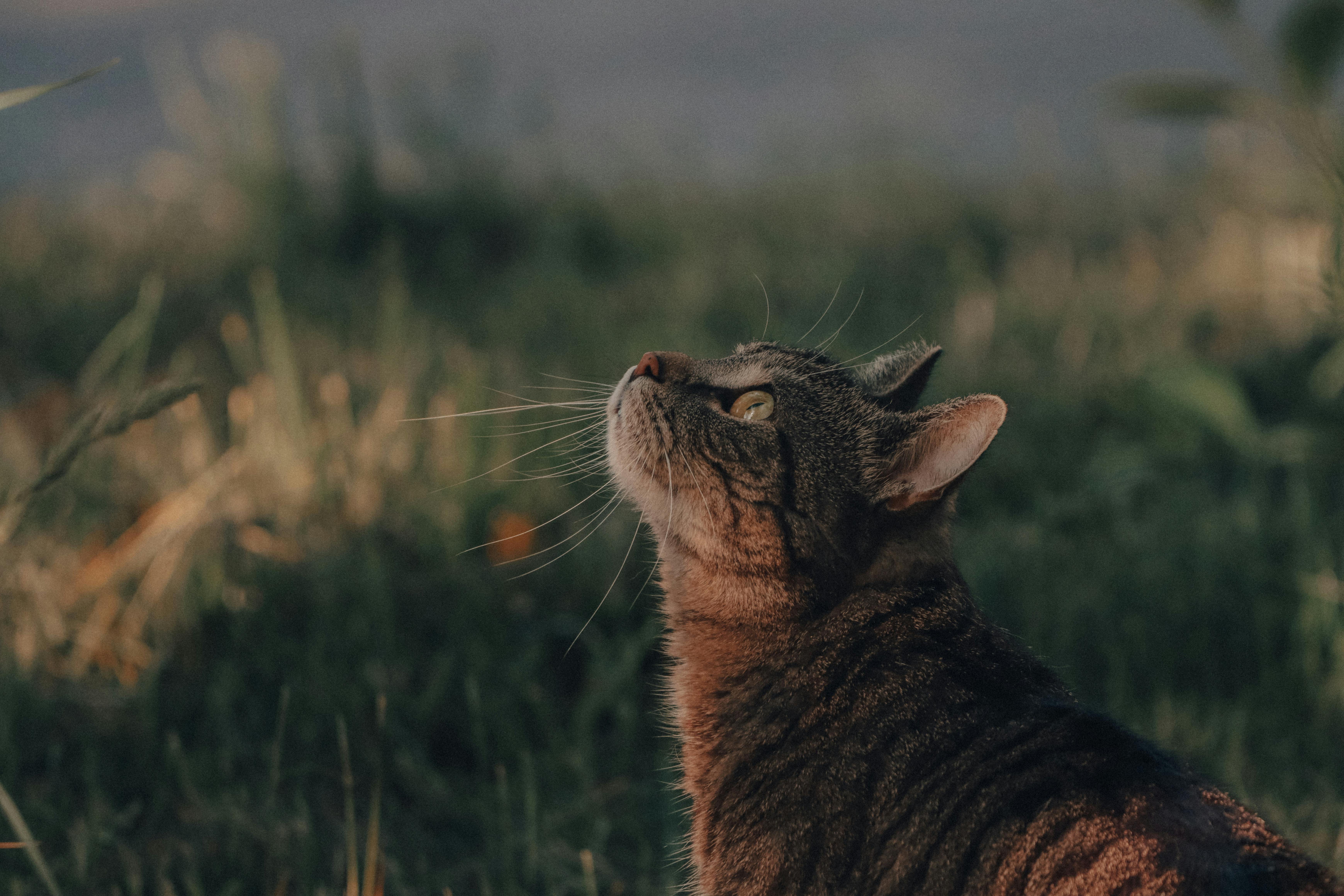 Cute cat resting on smooth floor · Free Stock Photo