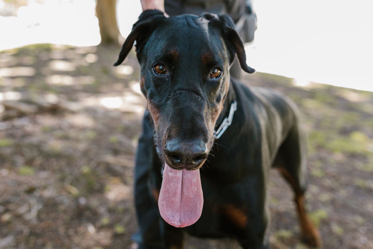 How to Draw a Doberman Pinscher: Simple Steps for Beginners